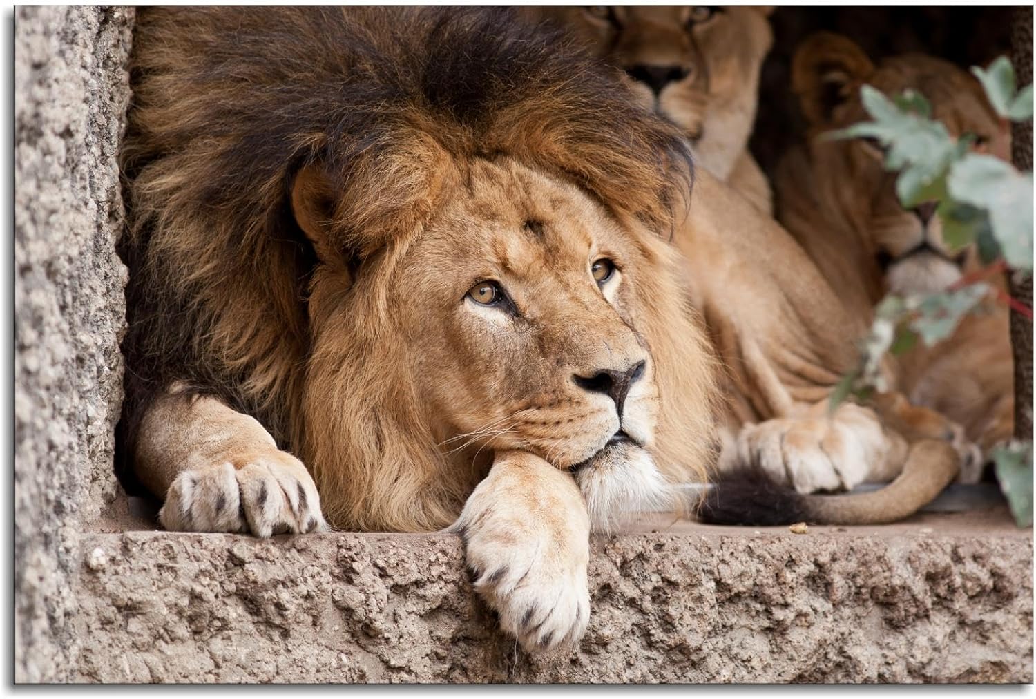 Amazon.com: tymus A In Lion Poster Wall Art Canvas Prints Wall Decor ...