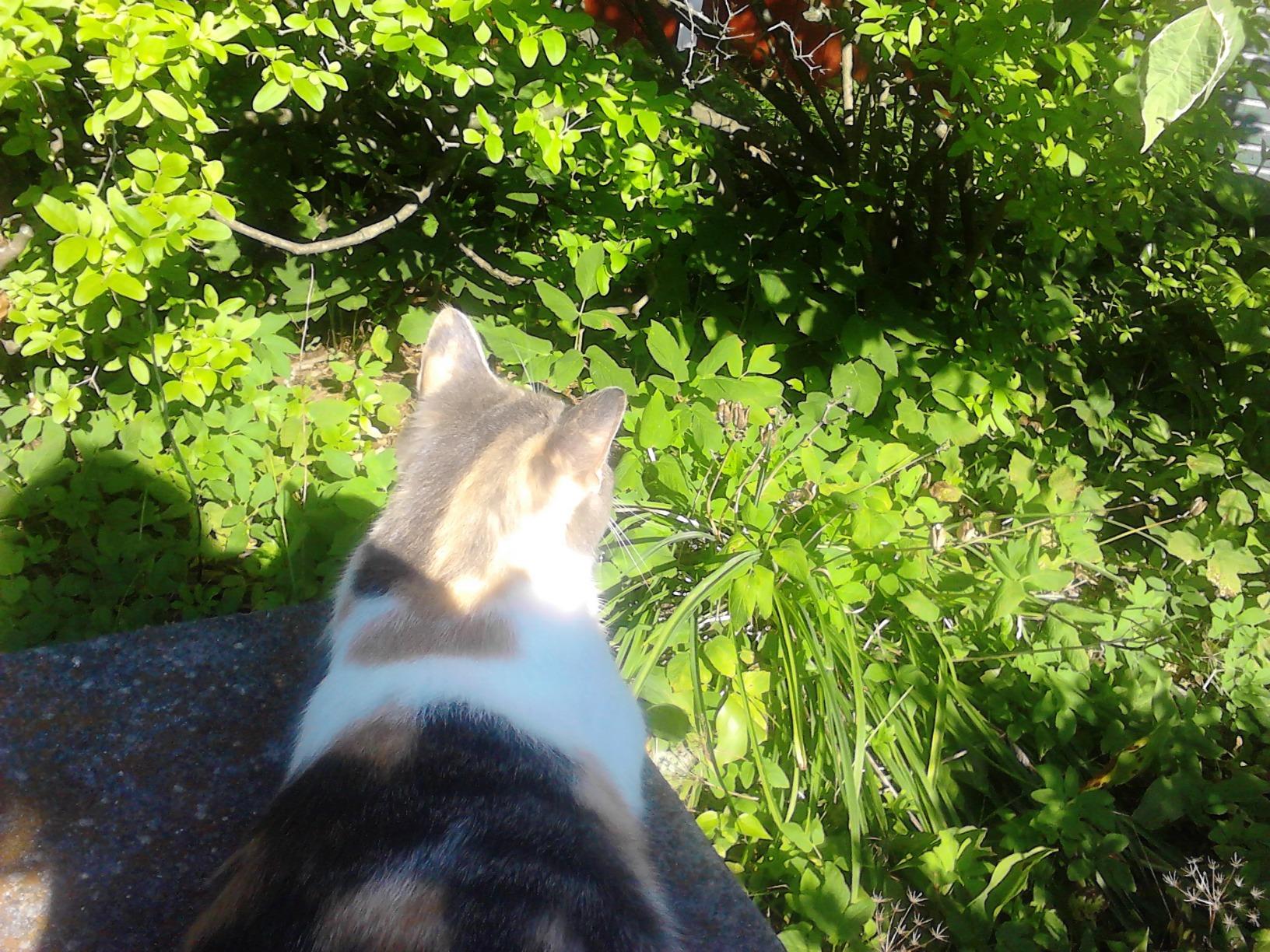 Amazon.com: Funko POP Pets: Pets - Calico Action Figure : Funko: Toys ...