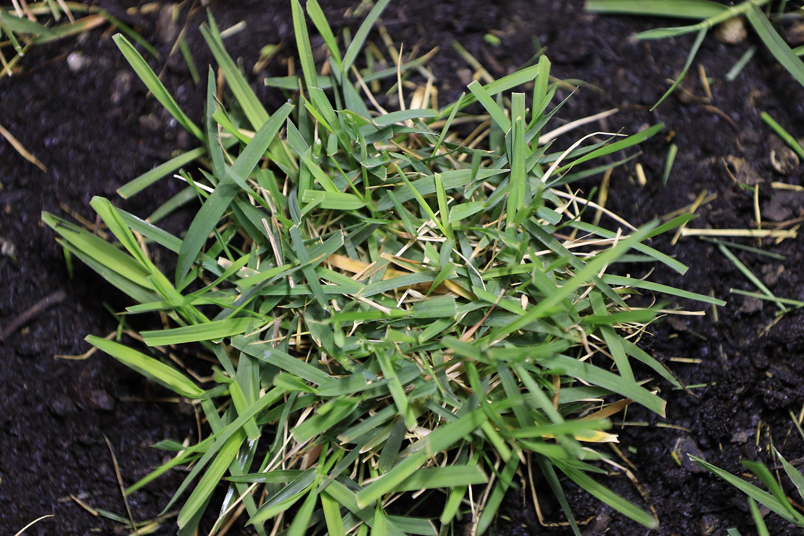 Zoysia Plugs Amazon.com : Zoysia Plugs 200 Full Zoysia Grass Plugs