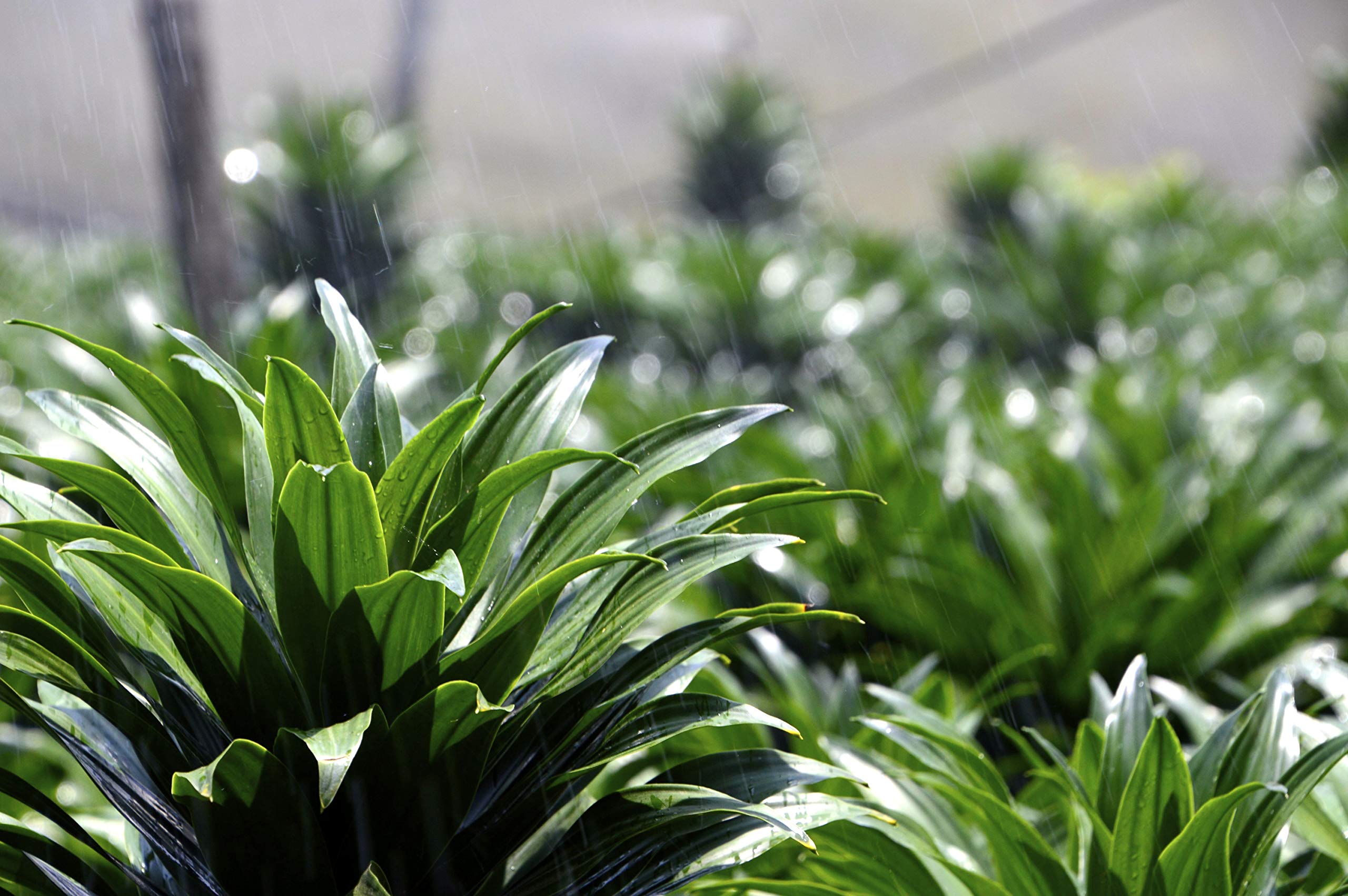 Janet Craig Plant Landscape How To Grow And Care For The Easy Care