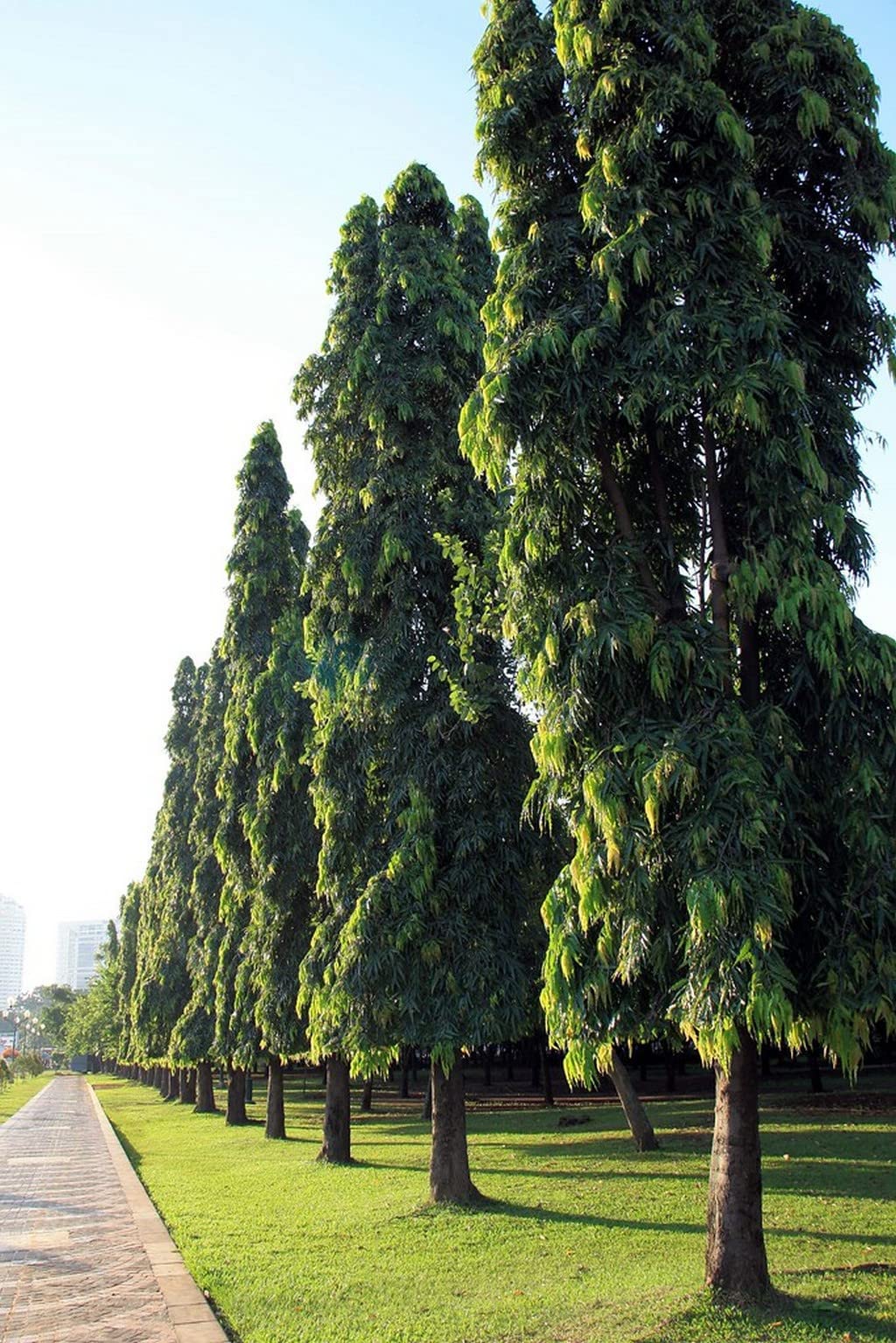 Buy OhhSome False Ashoka (Monoon Longifolium) Polyalthia Longifolia ...