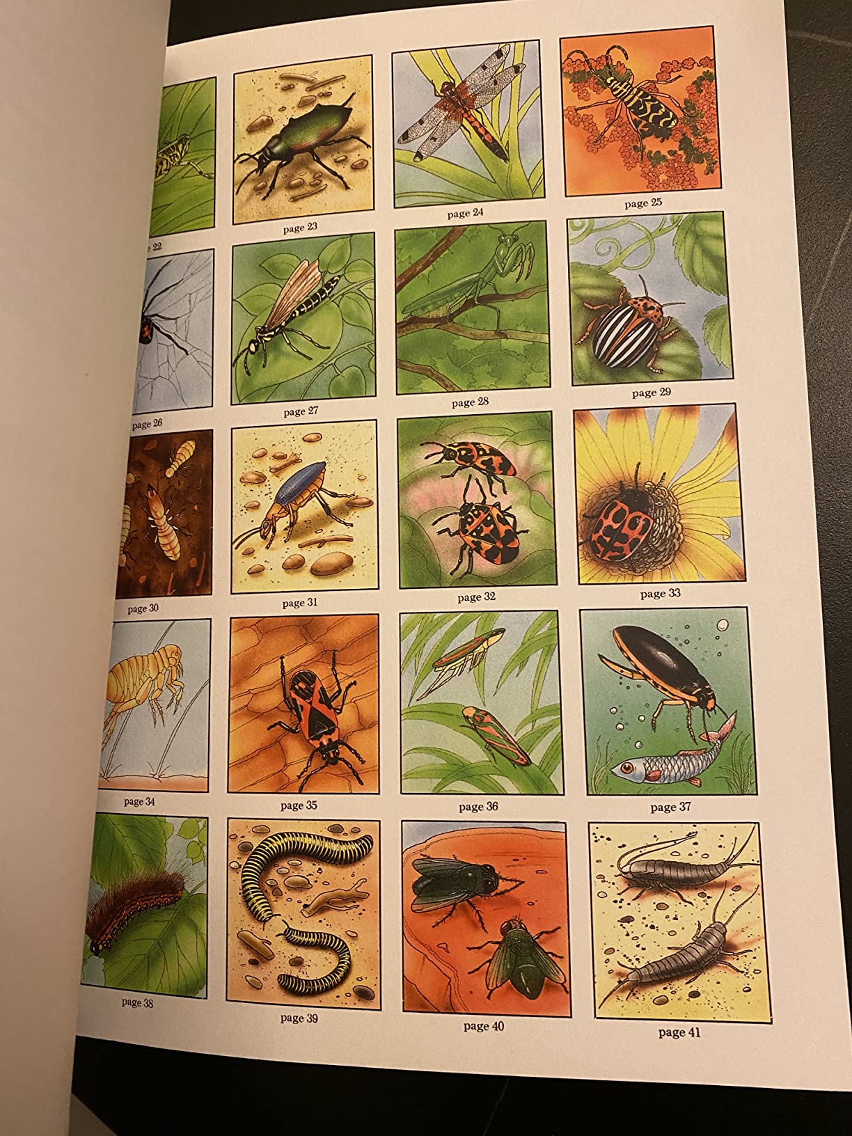 Insects Coloring Book (Dover Animal Coloring Books): Sovak, Jan ...
