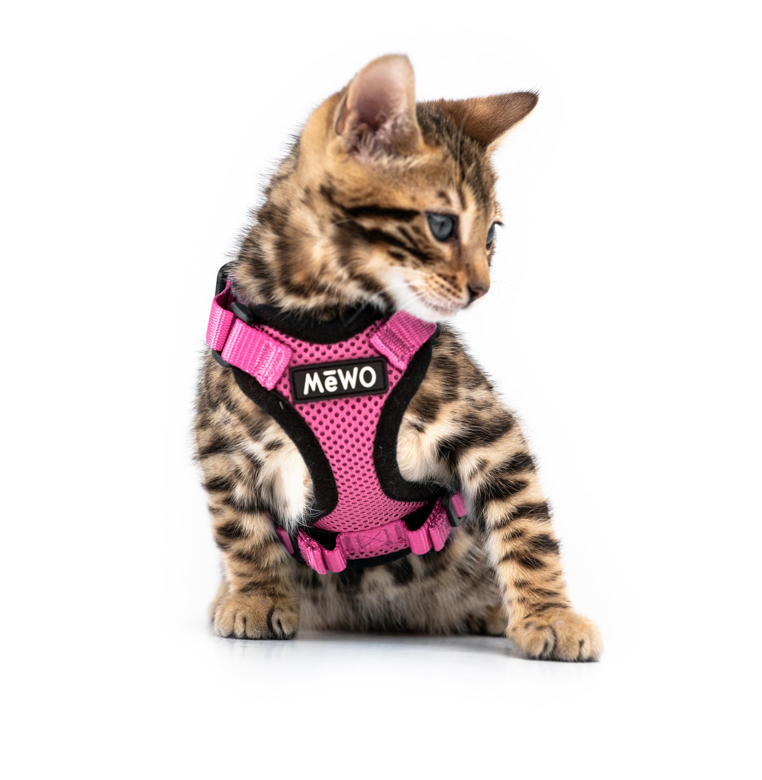 Pet Supplies : MeWO Kitten Leash and Harness Set - Escape Proof ...
