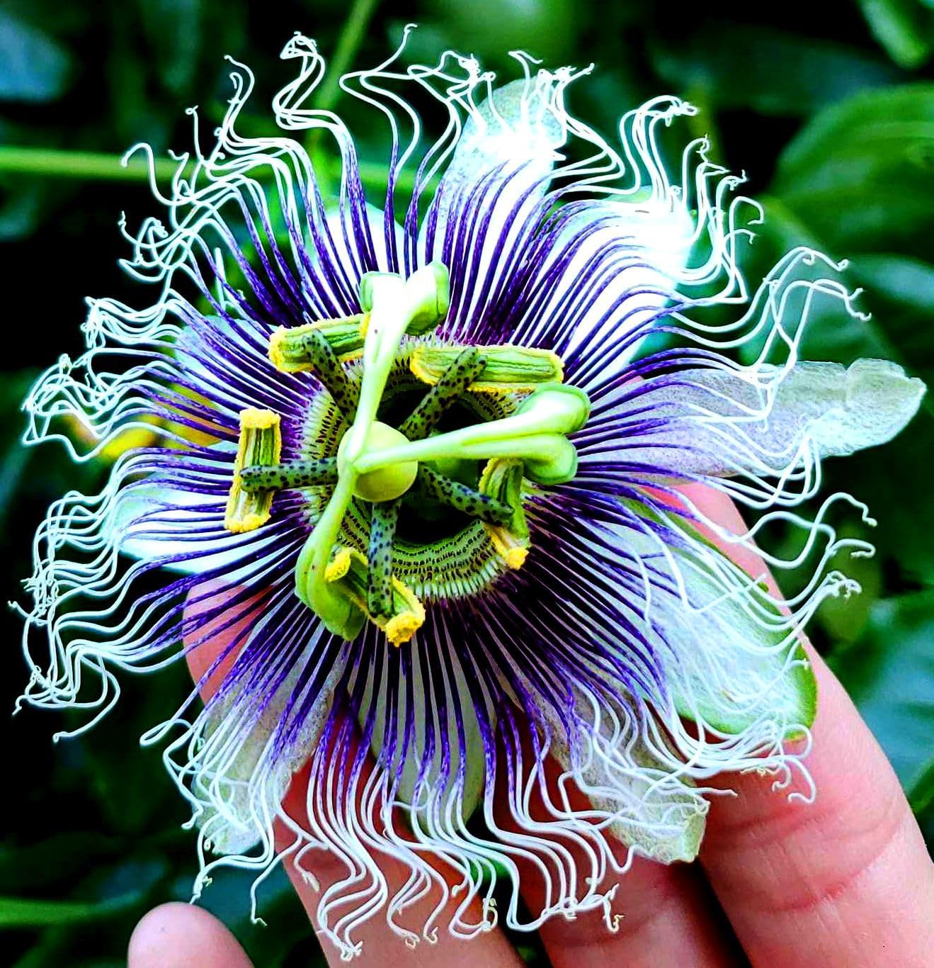 Amazon.com : Passion Flower Seeds Mixed Color 40 Pcs+ Passion Fruit ...