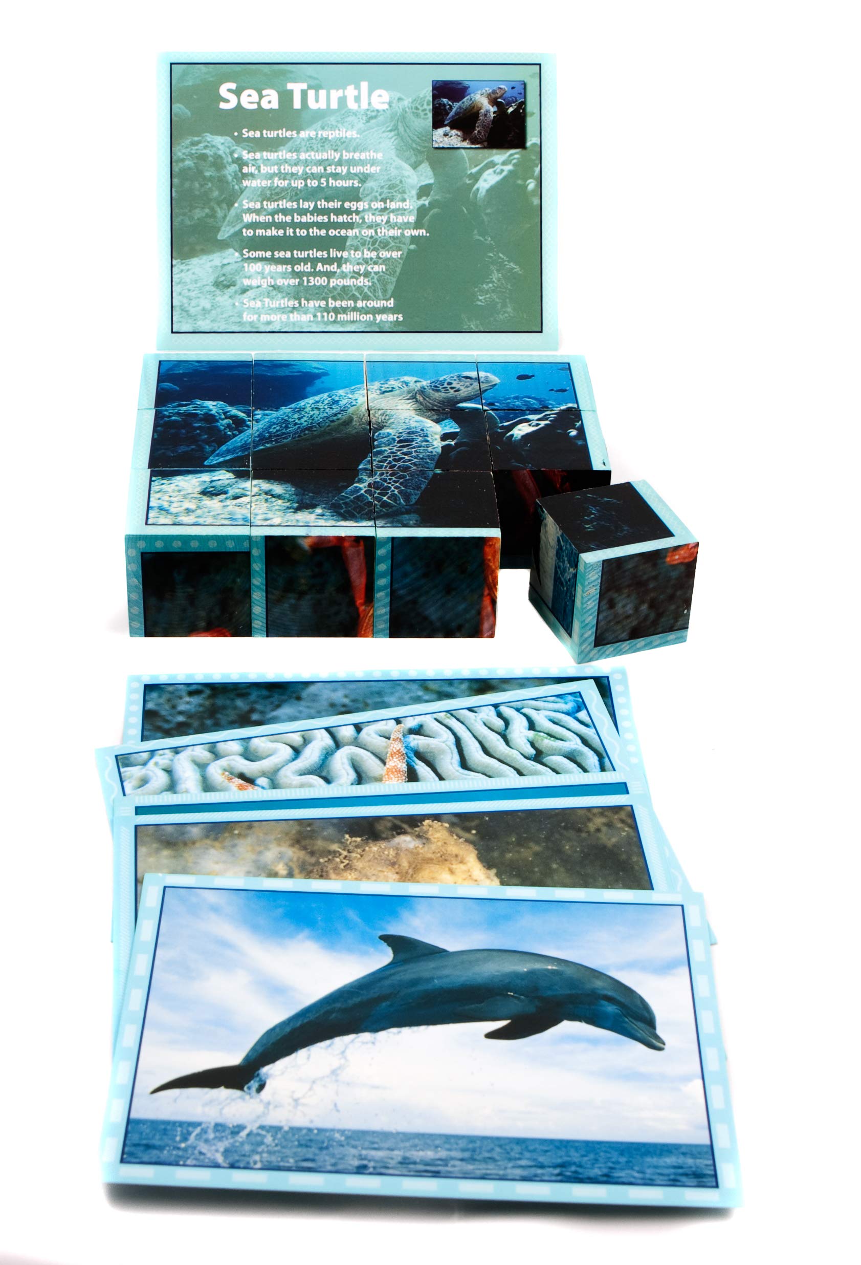 Snapklik.com : Stages Learning Real Picture Sea Life Wooden Cube ...