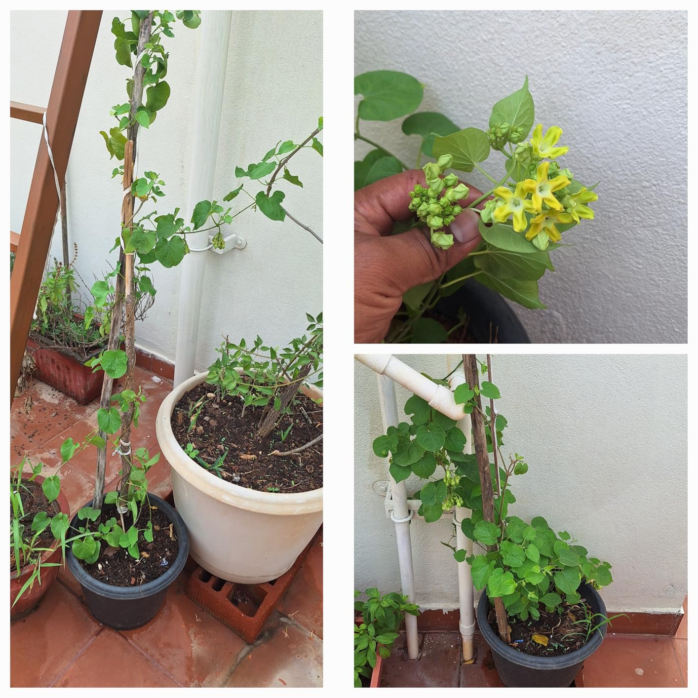 Kodi sampangi/tonkin Jasmine live plant : Amazon.in: Garden & Outdoors