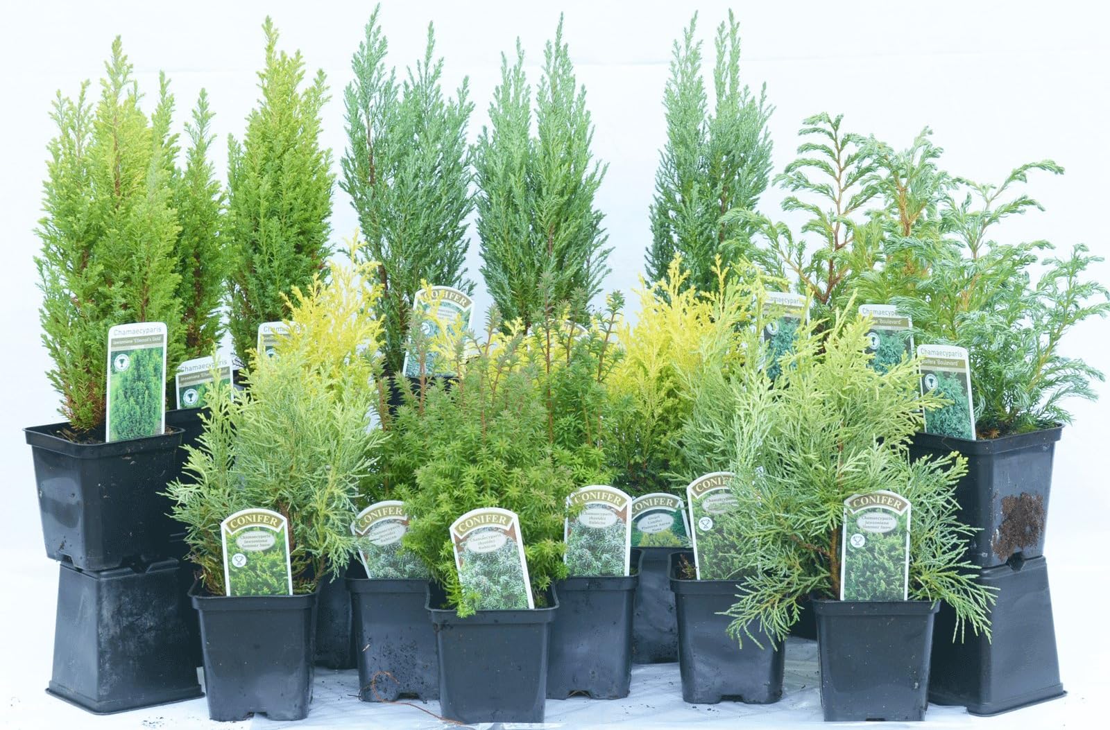 6 Mixed Dwarf Conifers in 9CM Pots Evergreen Borders : Amazon.co.uk: Garden