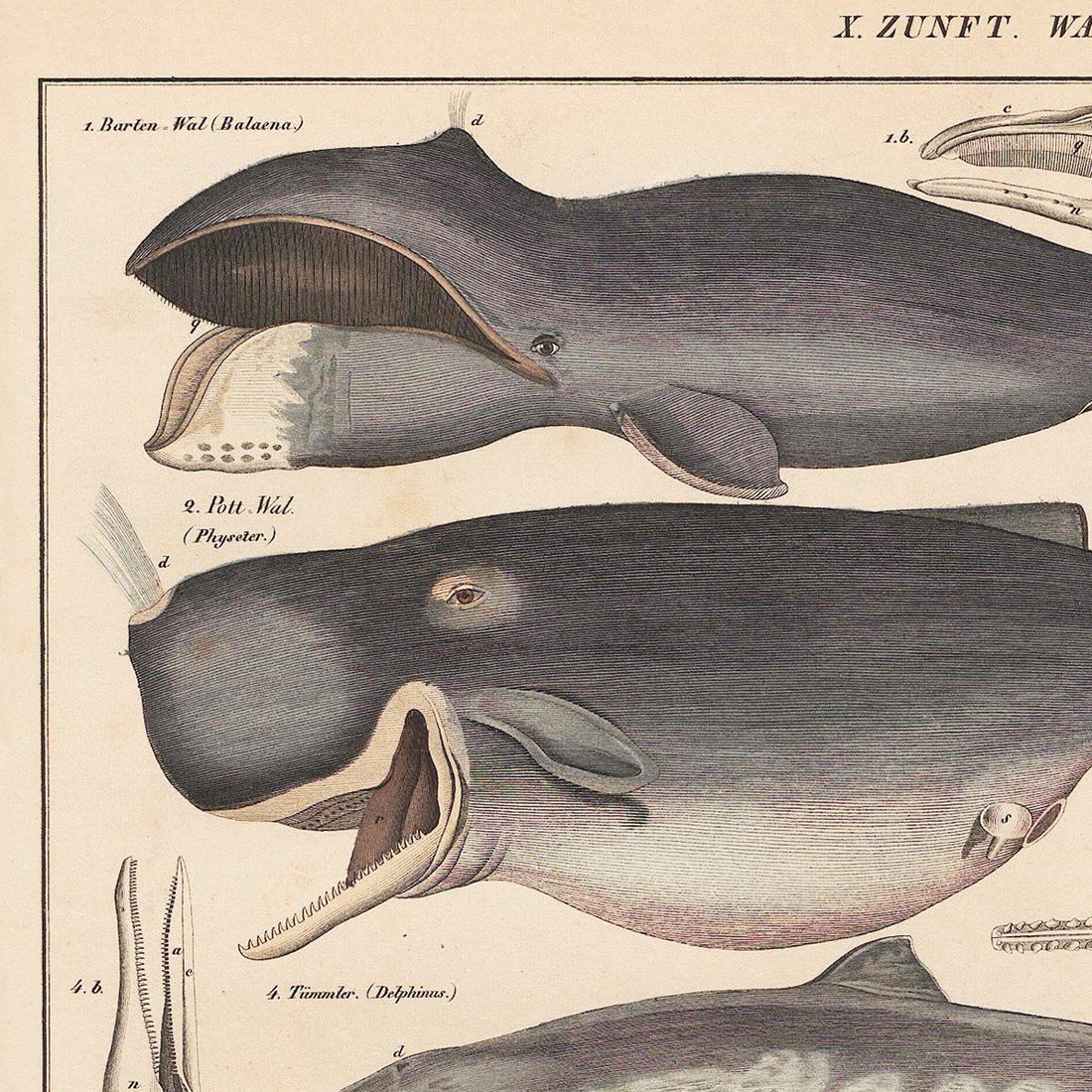 Vintage Whale Illustration