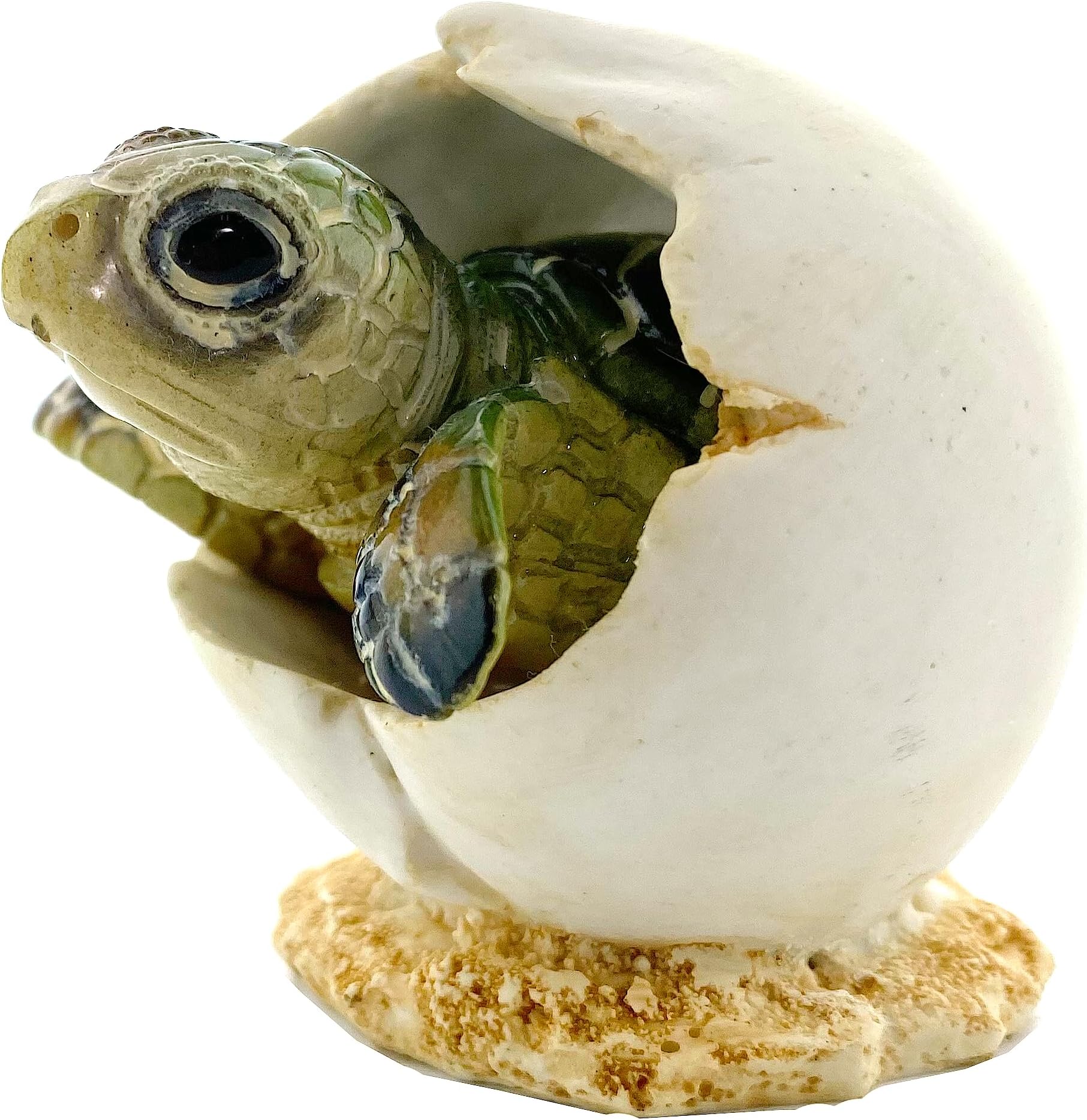 Amazon.com: Globe Imports Baby Sea Turtles Hatching from Eggs Mini ...