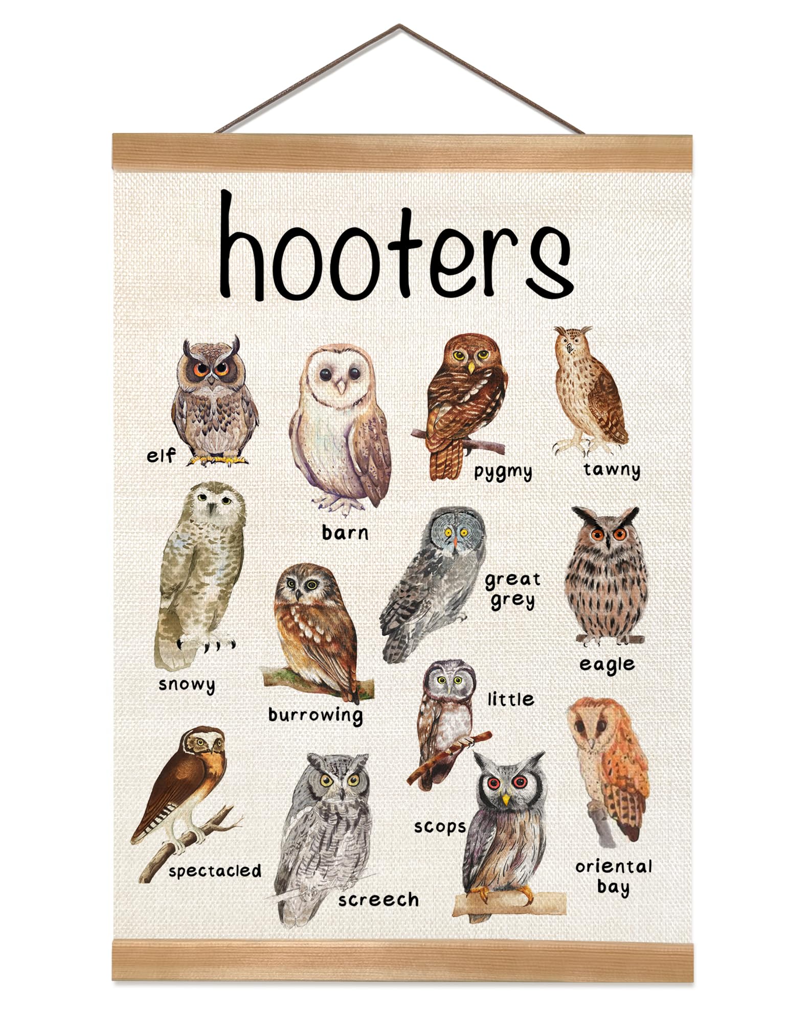 Hooters Owl