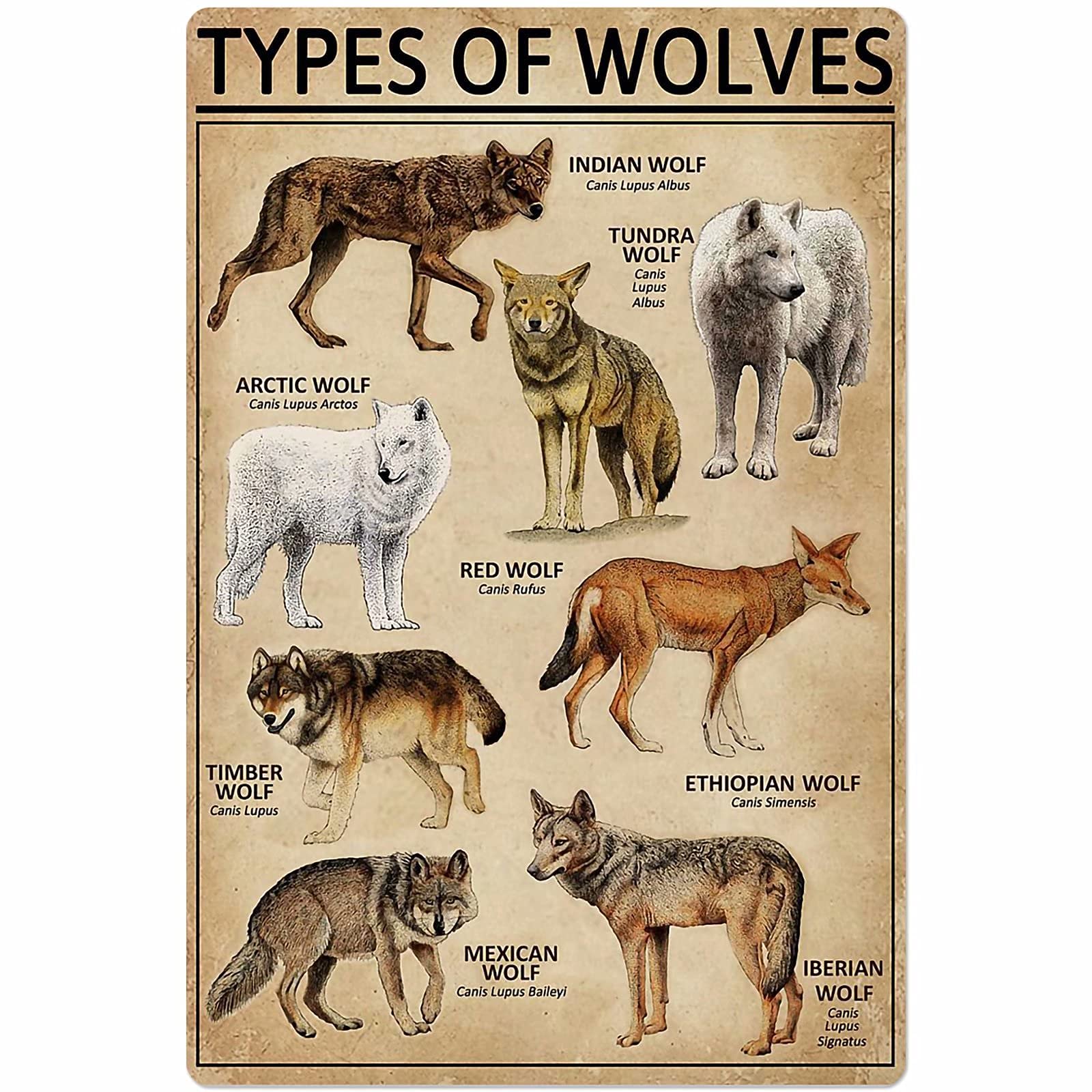 Types Of Wolves Pictures