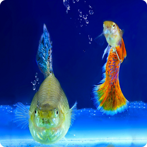 Fish Wallpapers and Backgrounds - App on Amazon Appstore