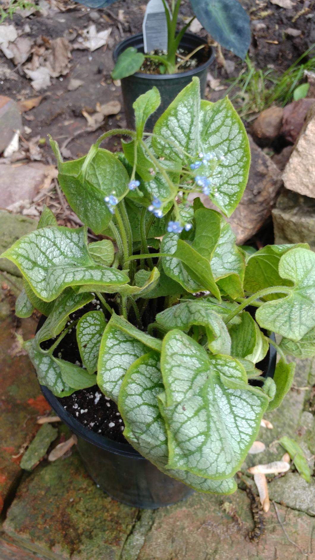 Amazon.com: Jack Frost Brunnera - Shade - Blue Flowers - Live Plant ...