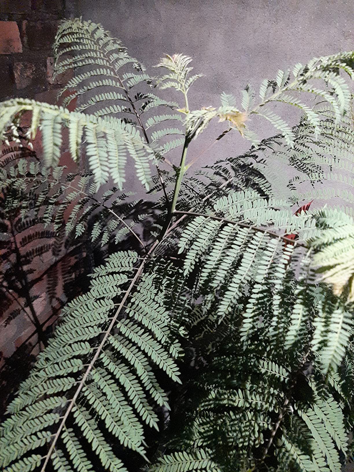 PLNZLY Neel Mohar plant Jacaranda Mimosifolia tree for Home garden ...