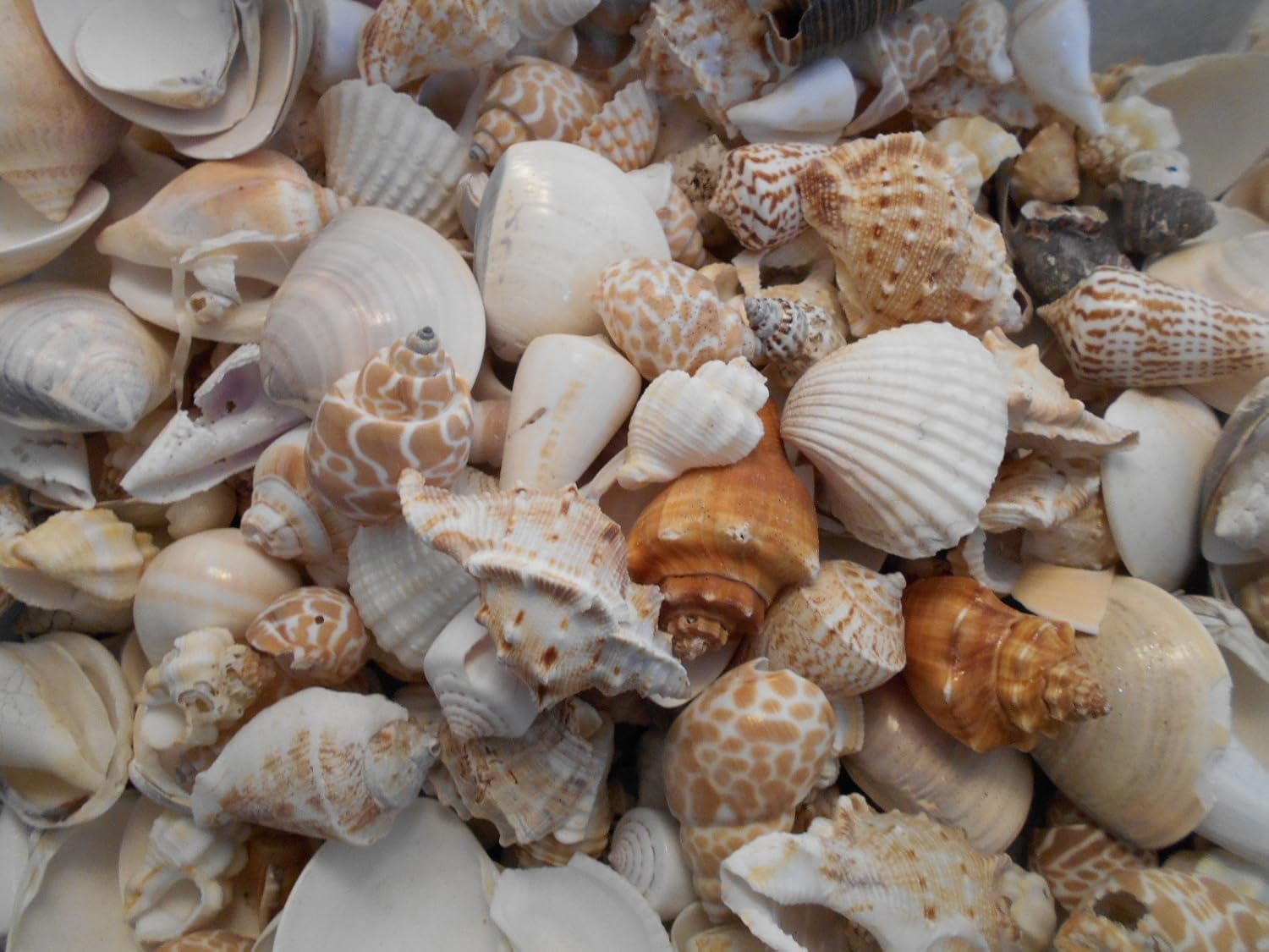 Amazon.com: 1/2 lb Indian Ocean Shell Mix Medium Size Seashells 1/2 ...