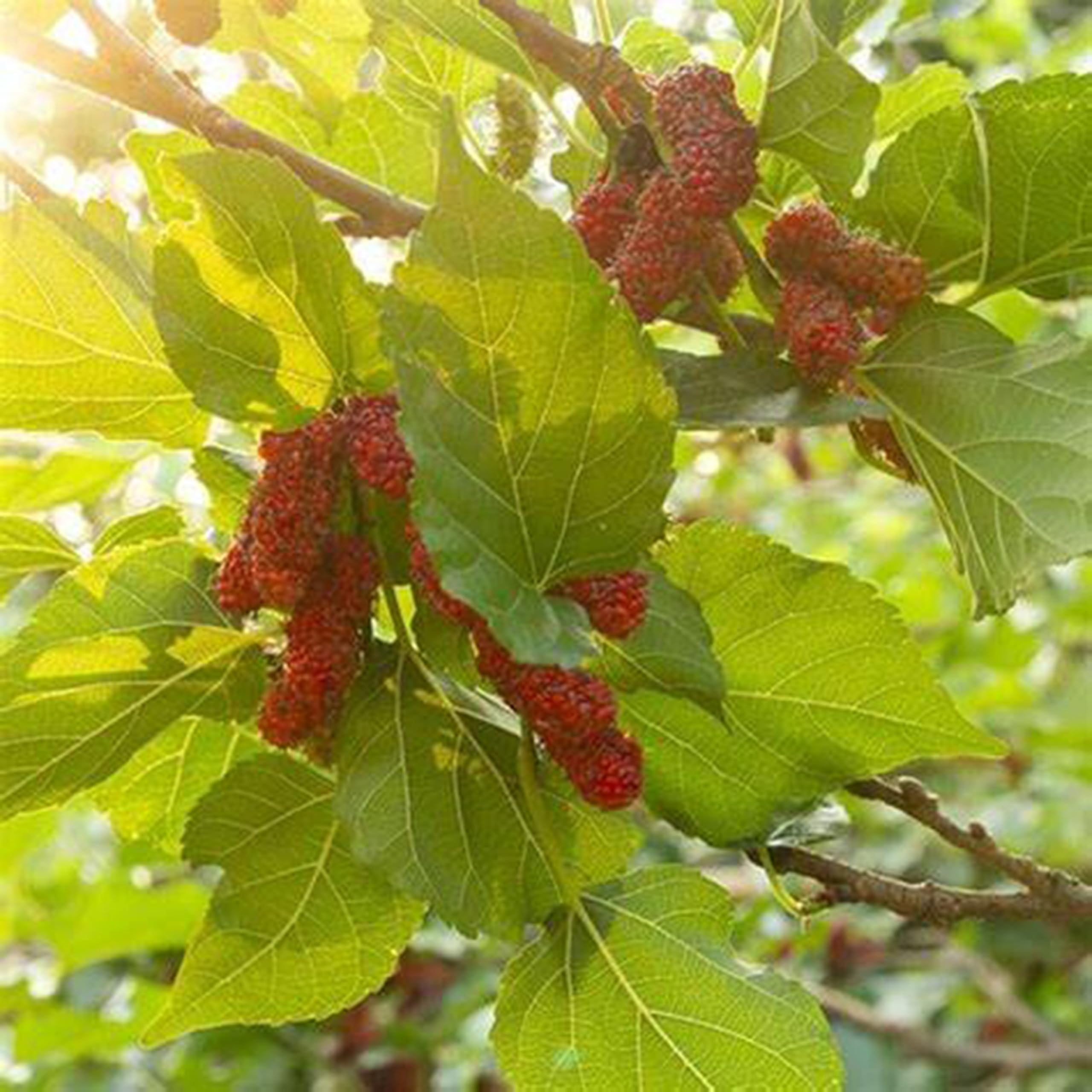 Red Mulberry Tree Red Mulberry Tree – Bella Jardins Boutique