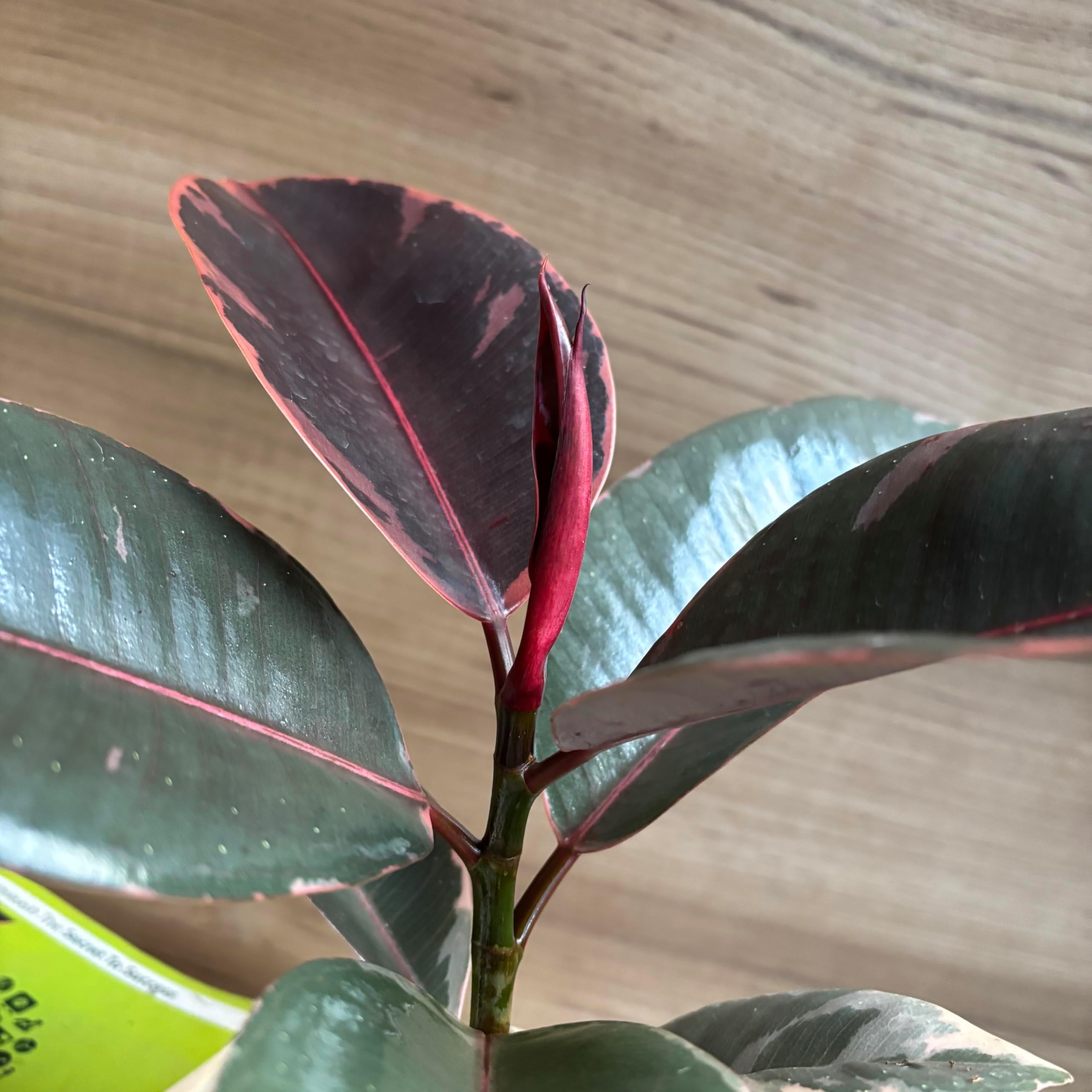 LITTLE JUNGLE Ficus Elastica Pink Rubber Plant - Healthy Live Plants ...