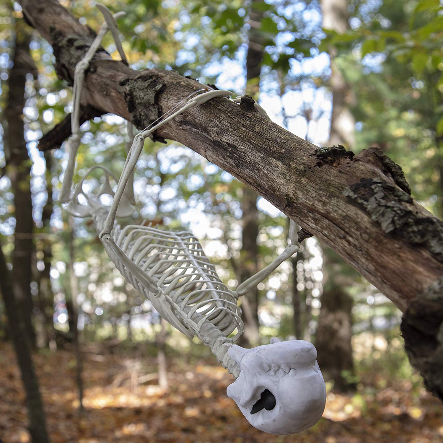 Halloween Sloth Skeleton (Giant 2 Ft Long) with Easy-to-Hang Limb ...