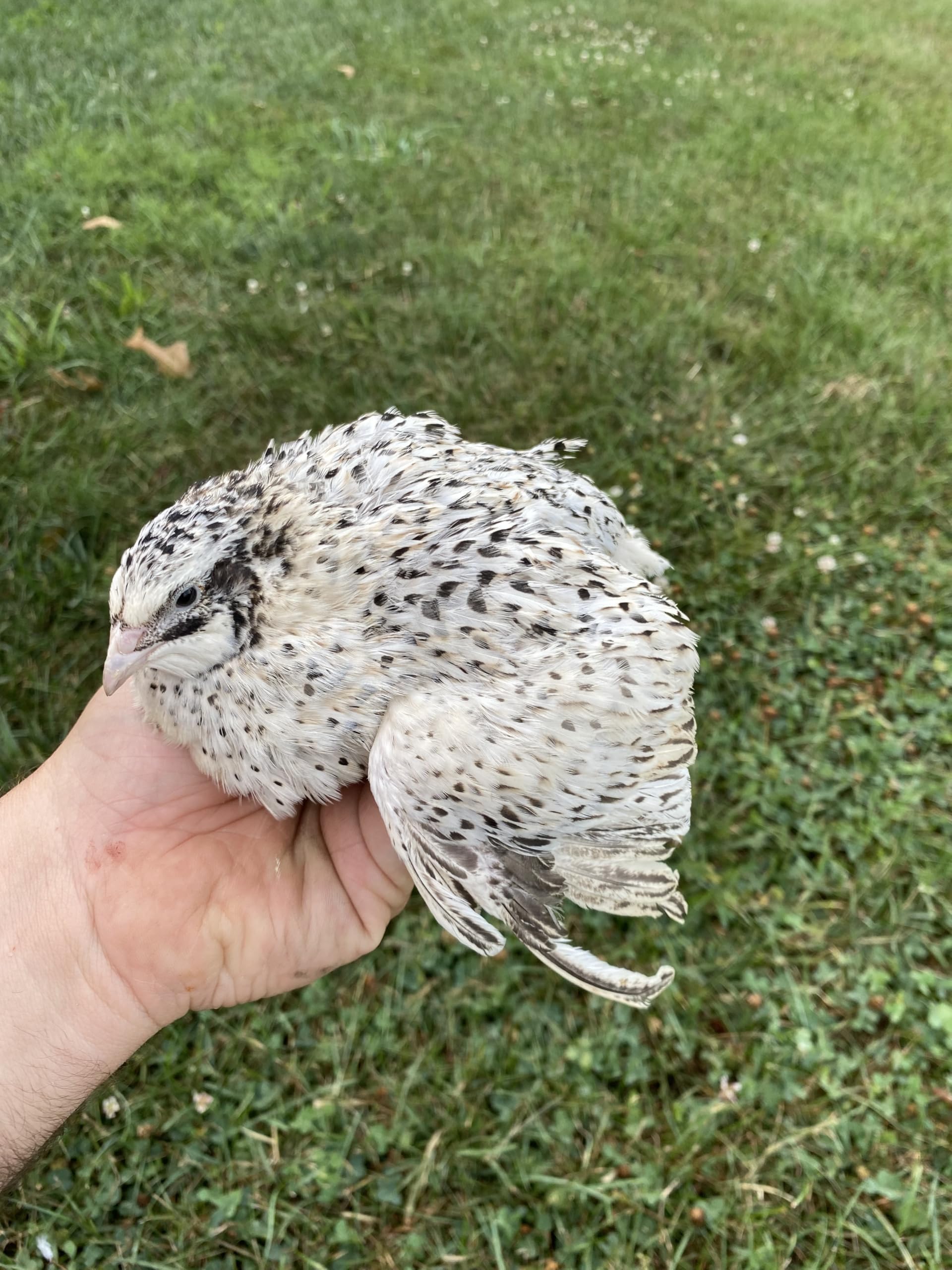 Amazon.com: FPS Twenty + Mix Pearl & Pansy Fee Coturnix Quail Hatching ...