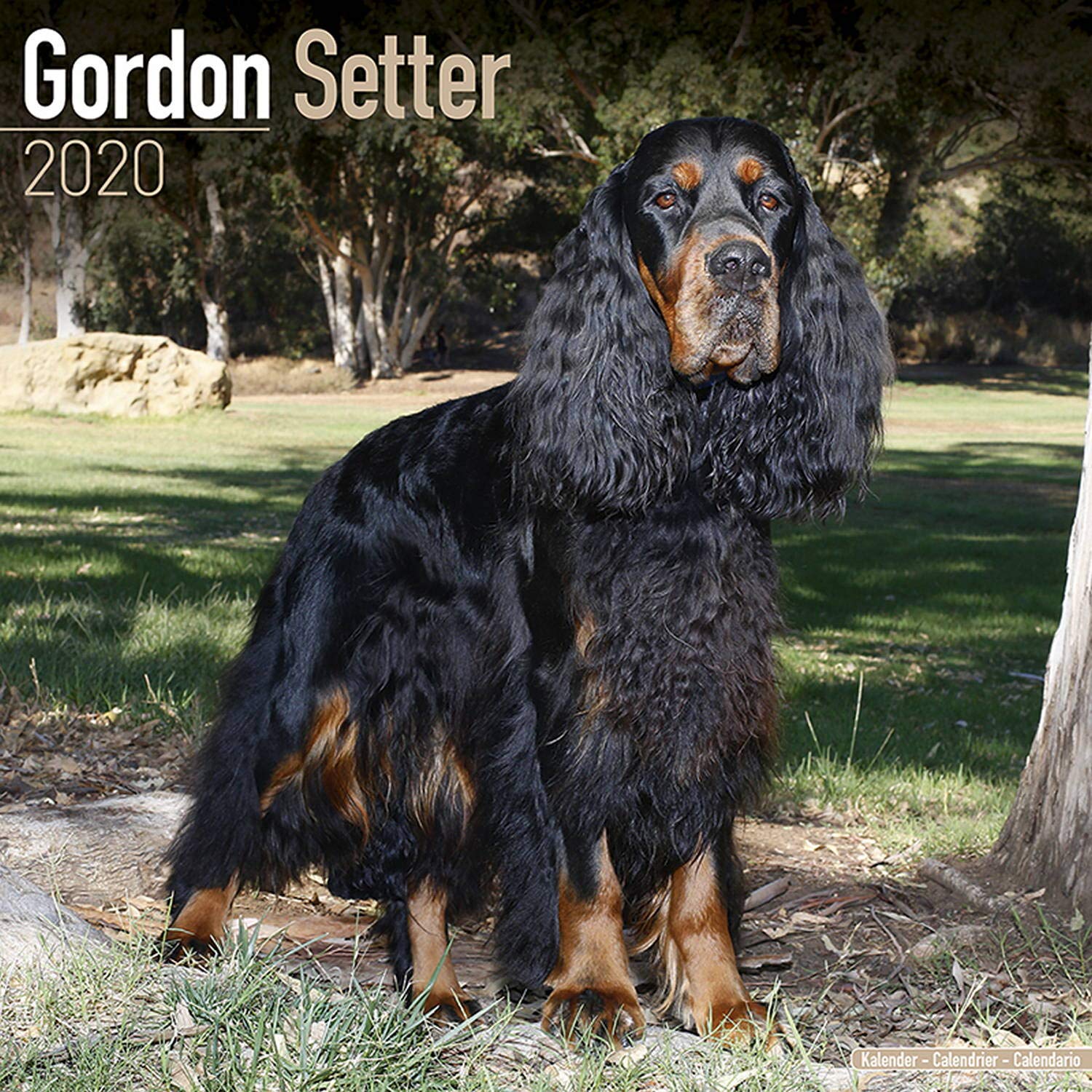 Are Gordon Setters Smart Dogs