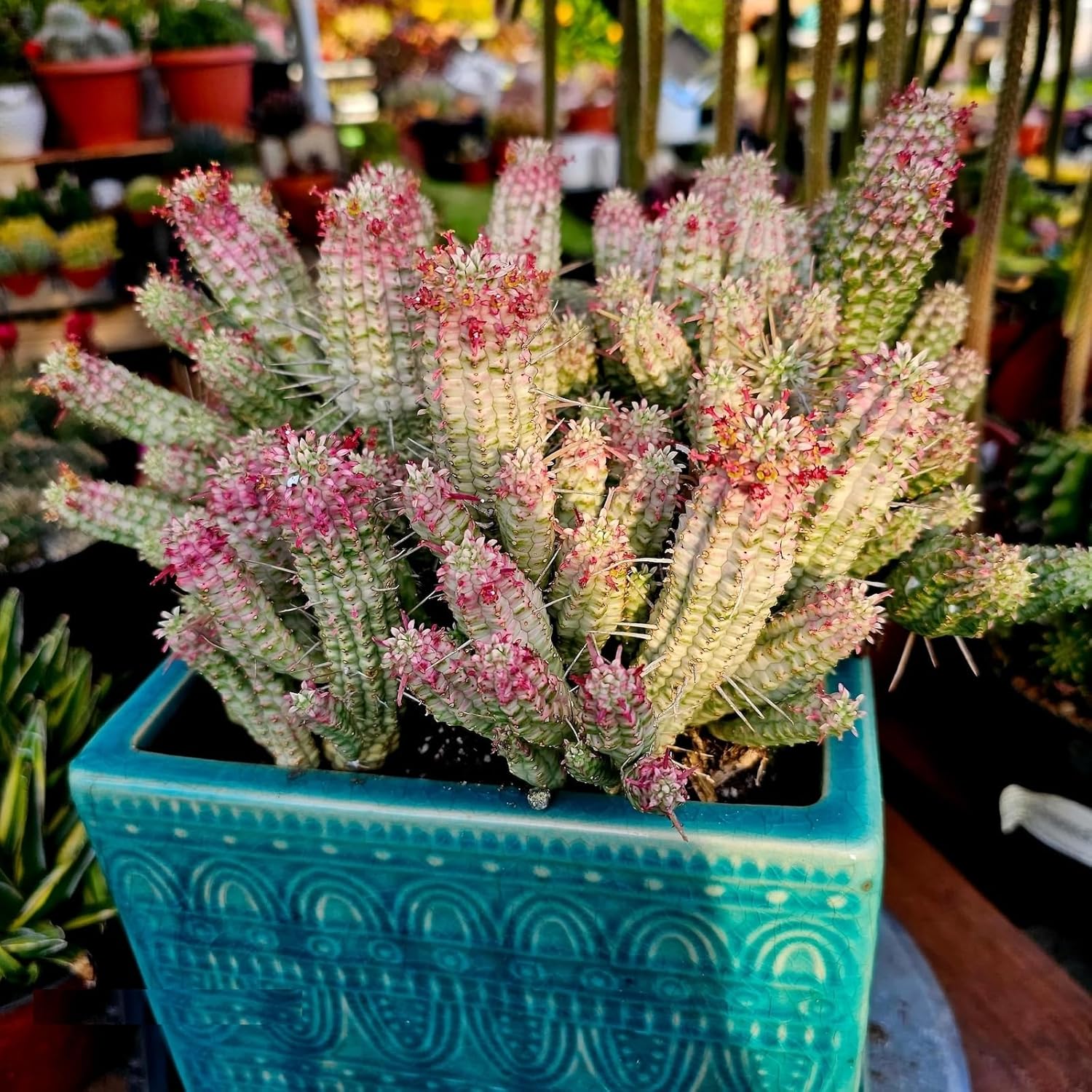 Amazon.com : Generic Euphorbia mammillaris variegata (Varigated Indian ...