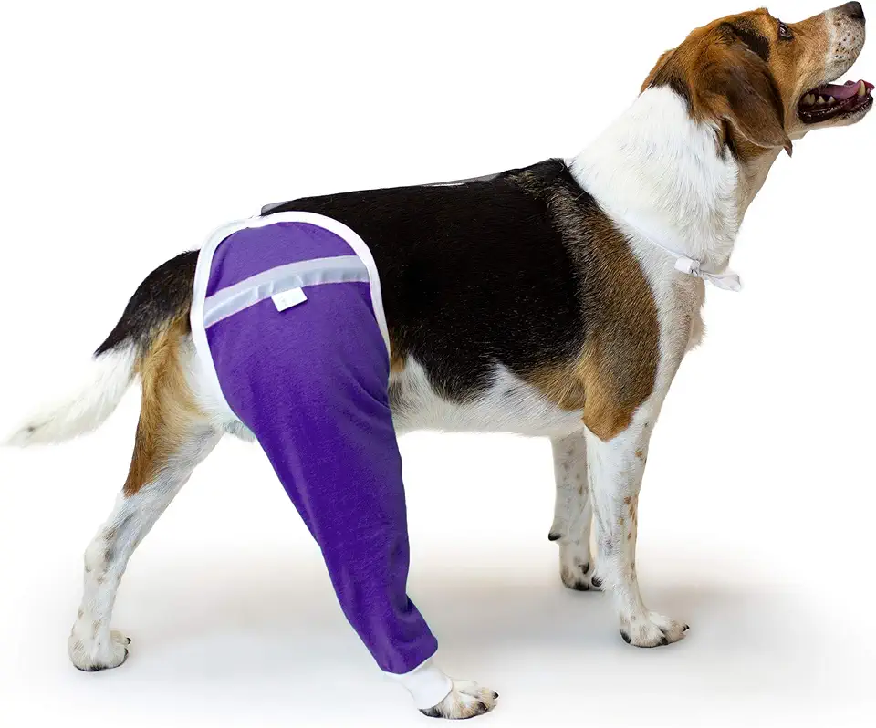 Fixing A Dog's Broken Hip: Is Surgery Necessary? | PetShun