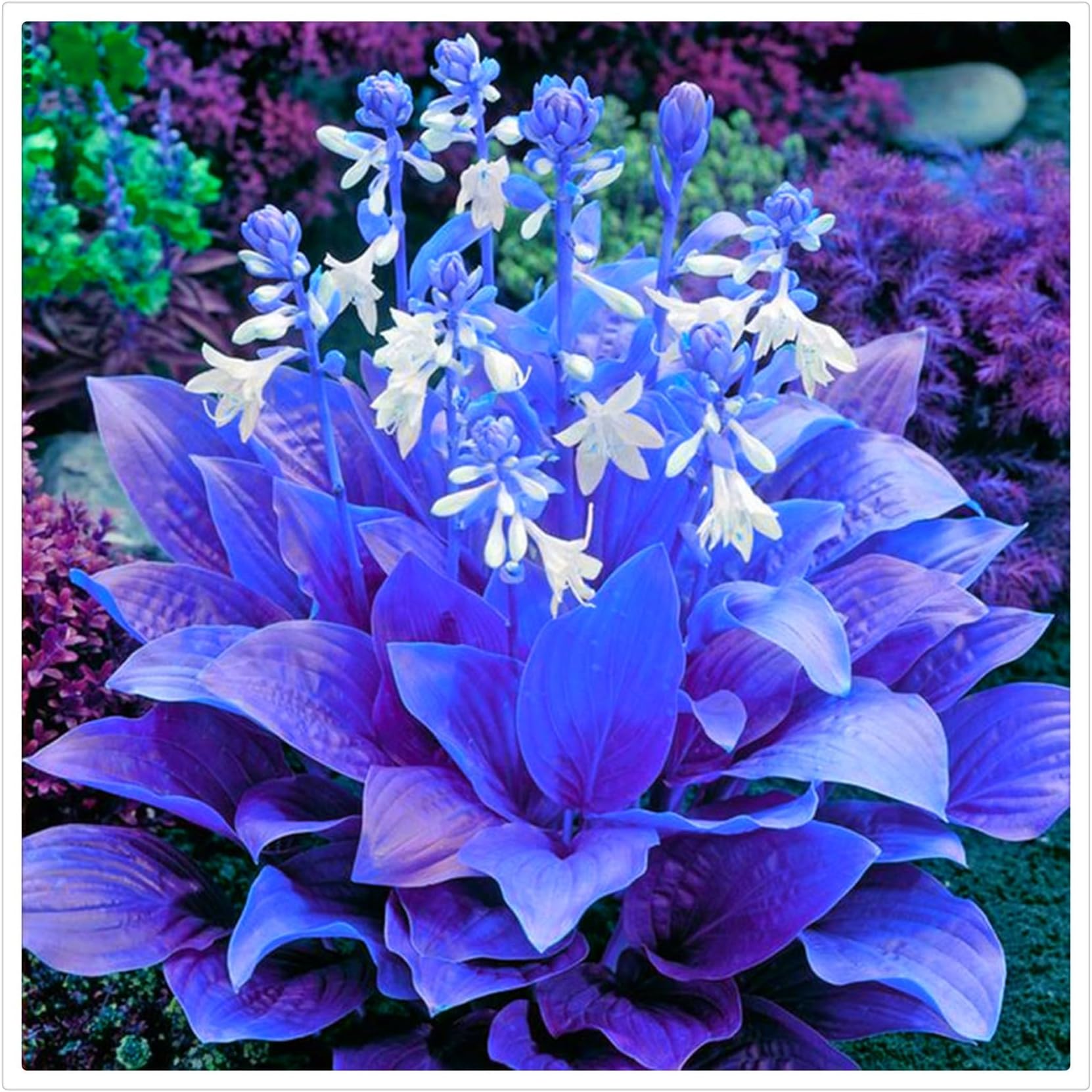 Plant Bulbs, Hosta Bulbs for Planting Now UK,Wedding Flowers, Garden ...