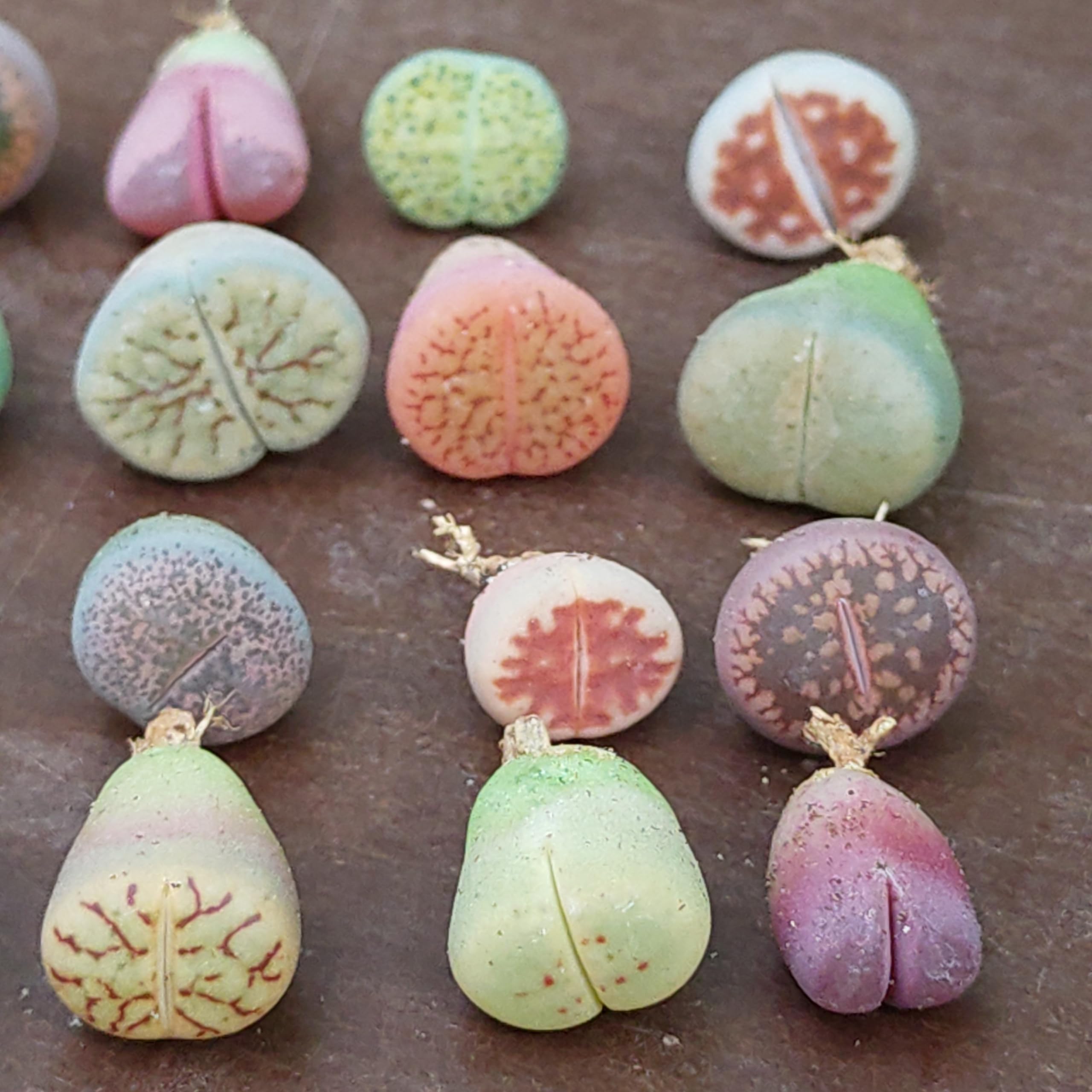 Baby Lithops Plants - Sunnyplants, Rare Lithops, Lithops Plants, Mini ...