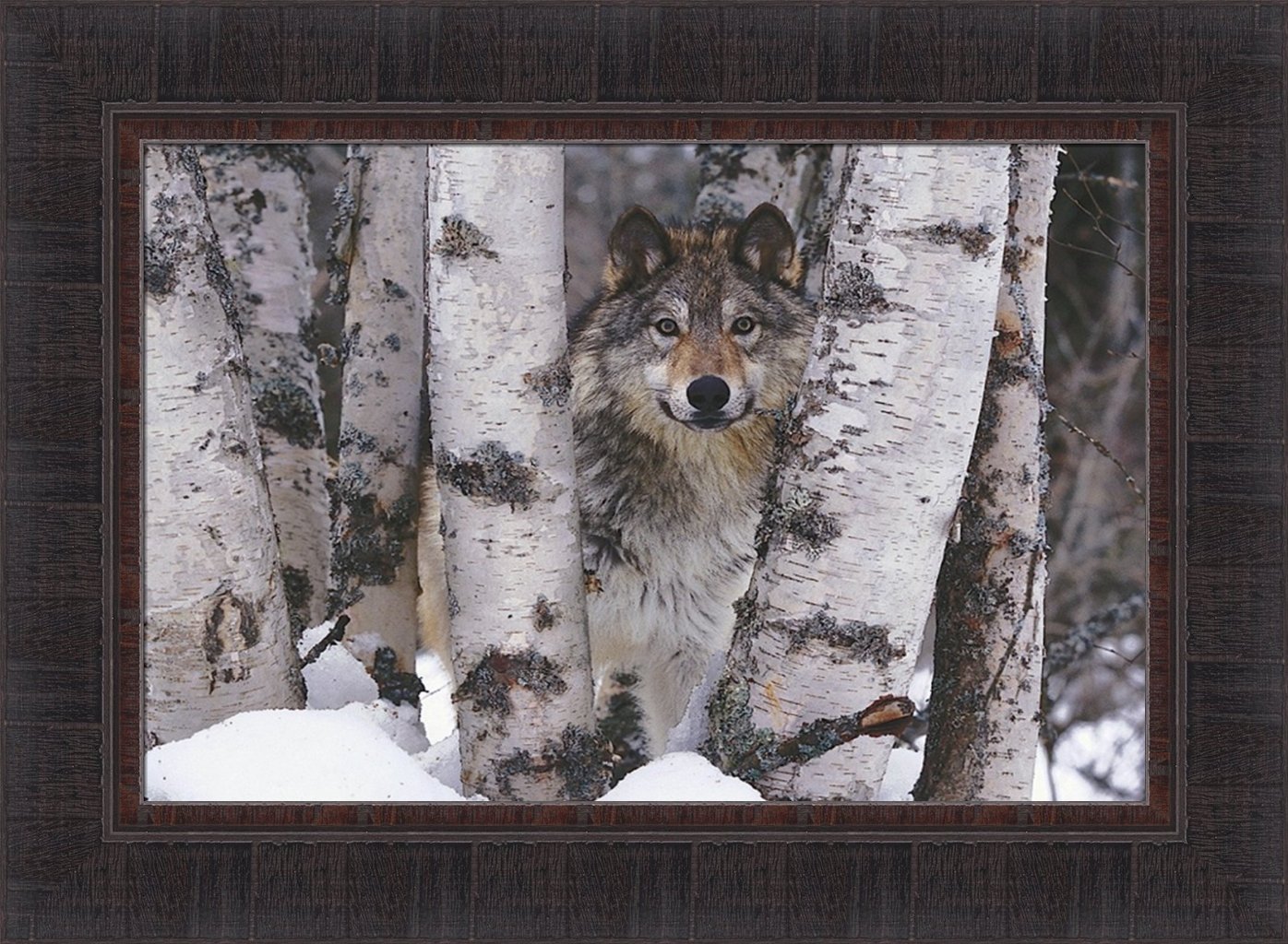 Amazon.com: Mountain Ranger by Art Wolfe 17x23 Wolf Snow Birch Trees ...