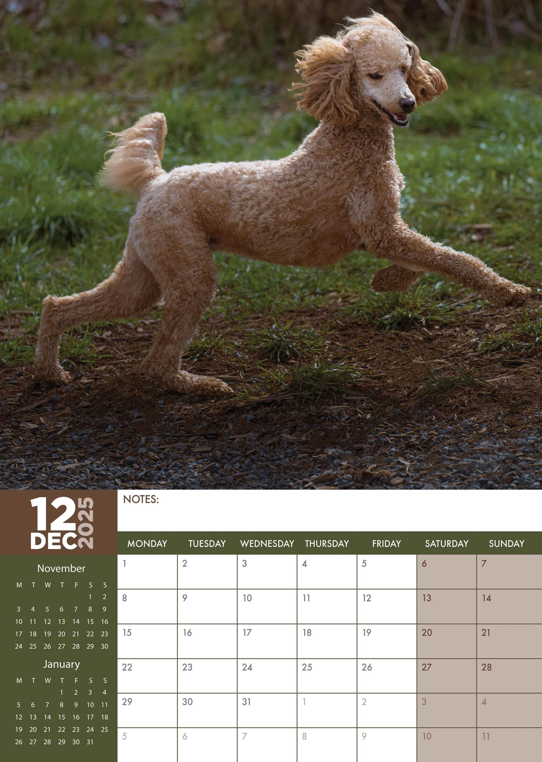 Poodle 2025 – A3 Size Wirobound Calendar – BigaMart