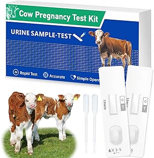 The Healing Powers Of Cow Urine In India | MedShun