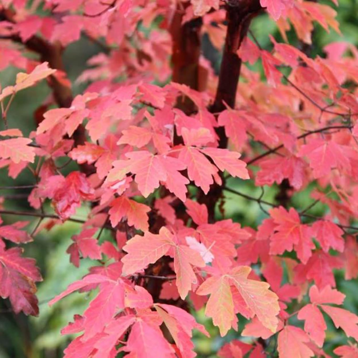 Tree Seeds for Planting Acer Griseum Paperbark Maple Tree 5 Pcs ...