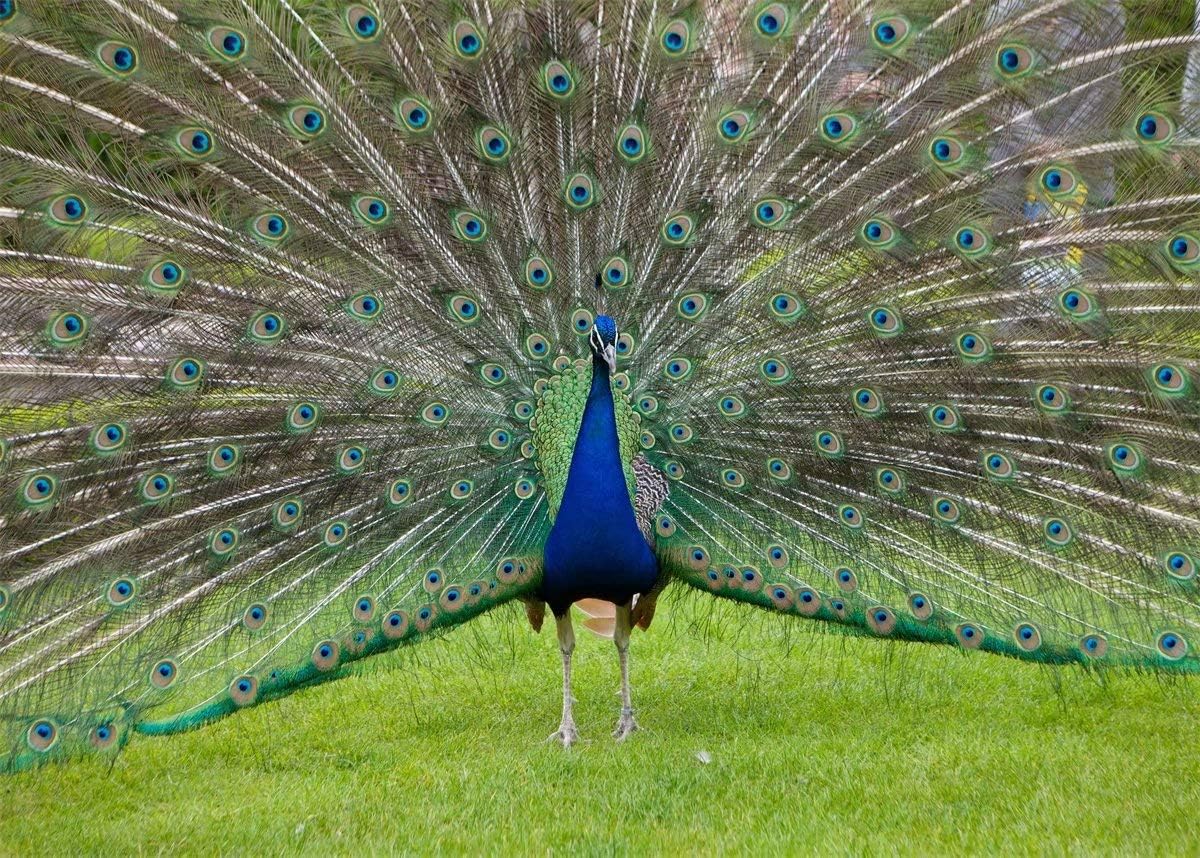 Amazon.com : BELECO 7x5ft Fabric Peacock Backdrop Peacock Feathers ...