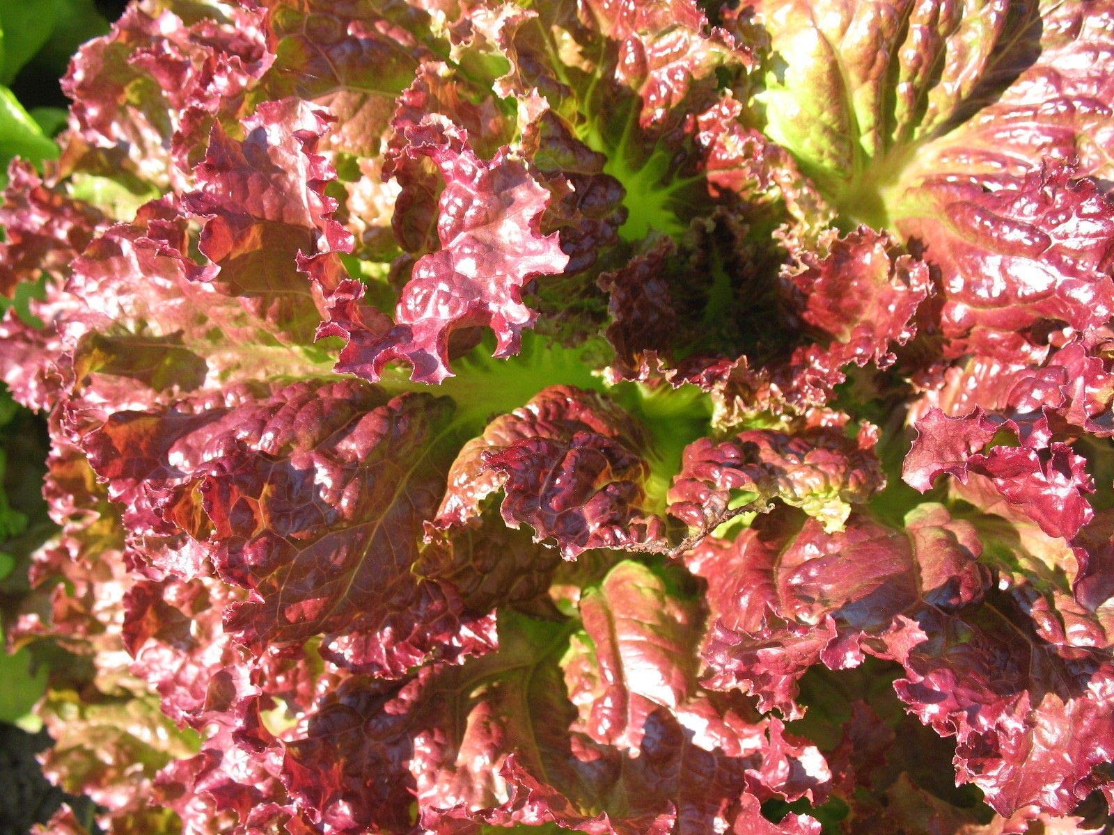 Types Of Red Lettuce Get Interesting And Unusual Lettuce Seeds From