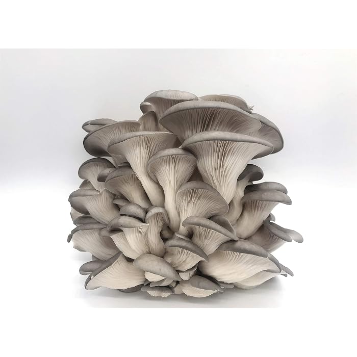 Buy 5 lbs of Grey Oyster Mushroom Sawdust Spawn Mycelium to Grow ...