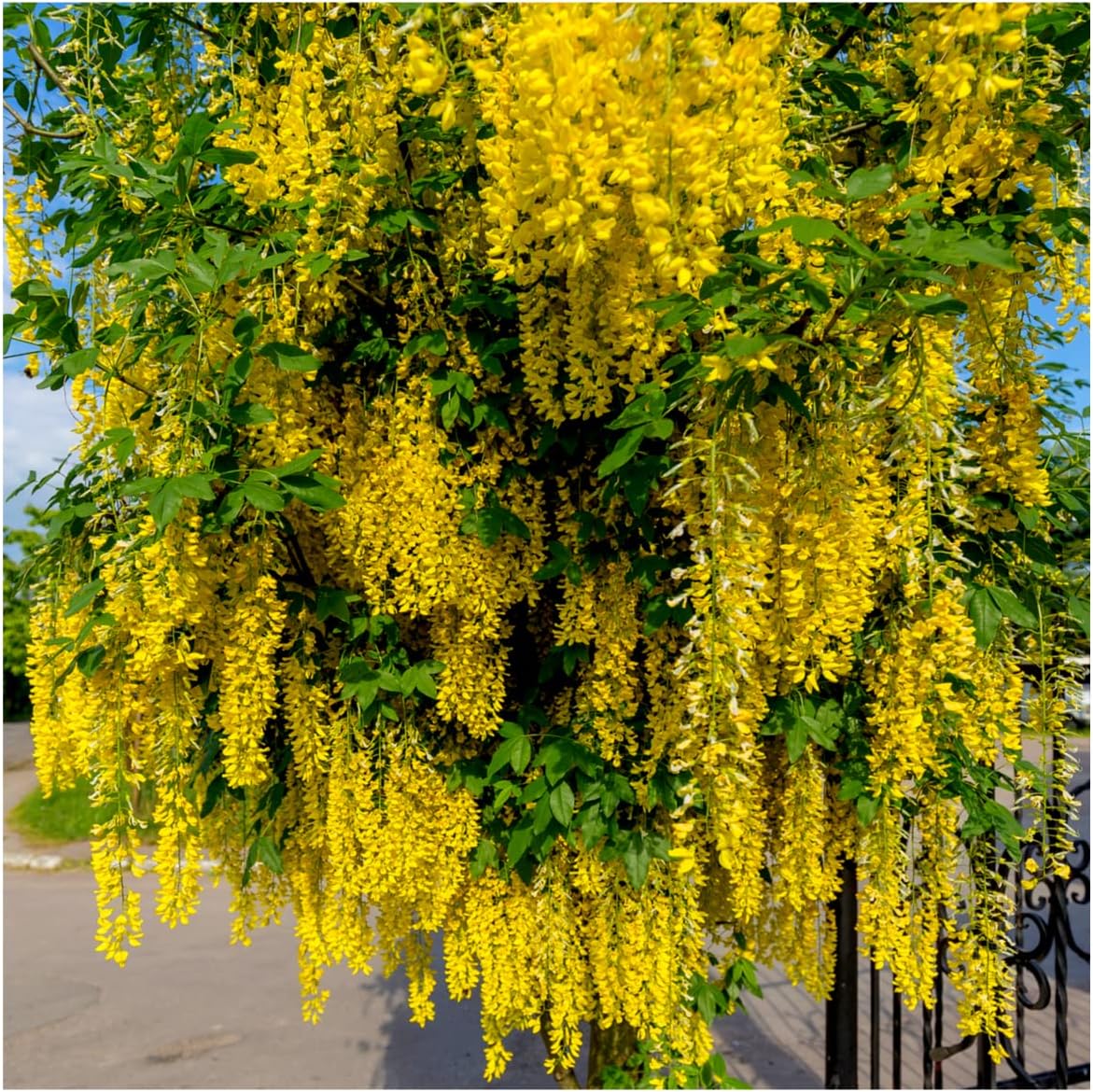 Common Laburnum Tree/Laburnum Anagyroides - Golden Chain, Golden Rain ...