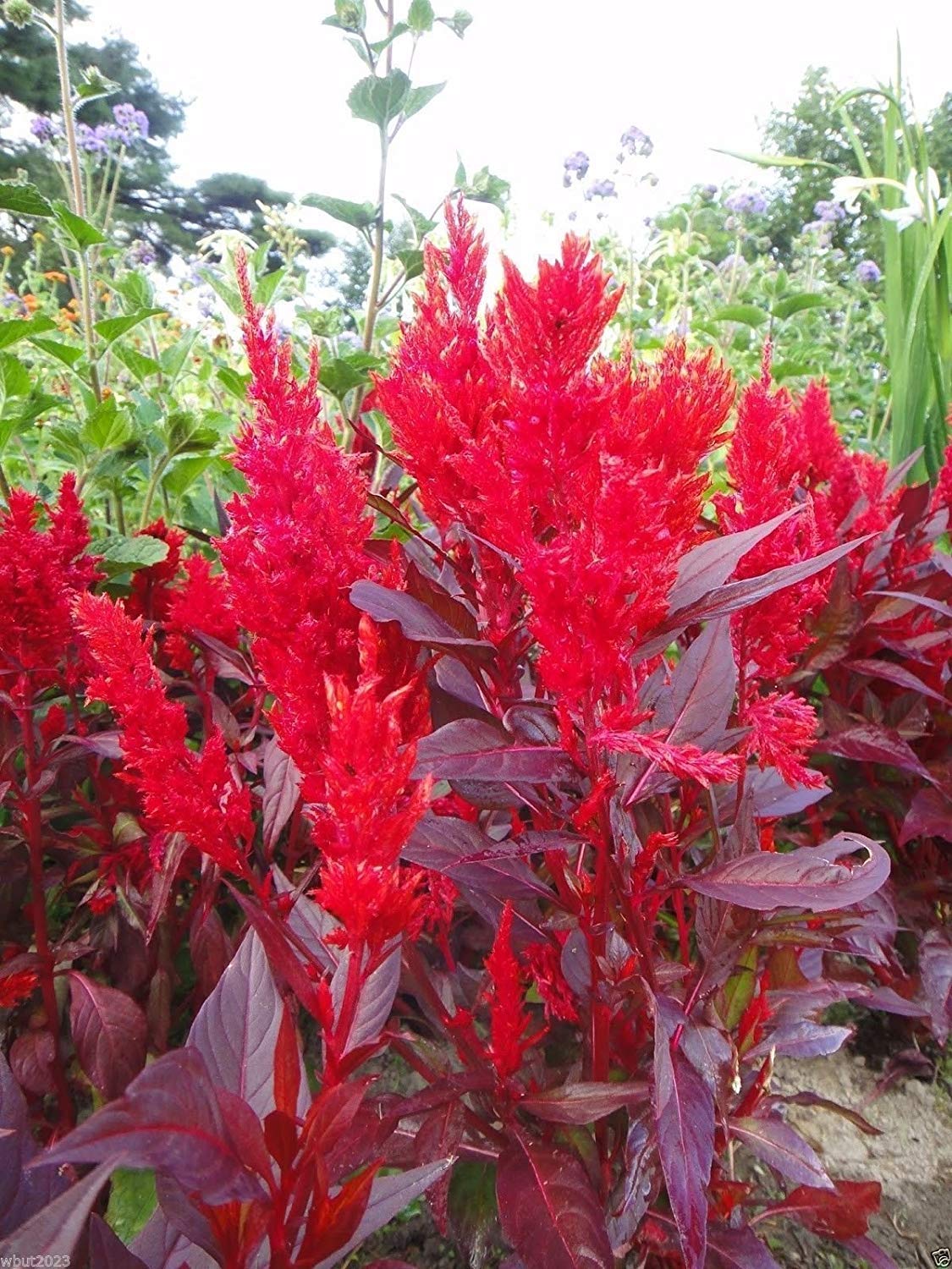 Amazon.com : 100 China Town Red Celosia Seeds, Cockscomb~Plants thrive ...