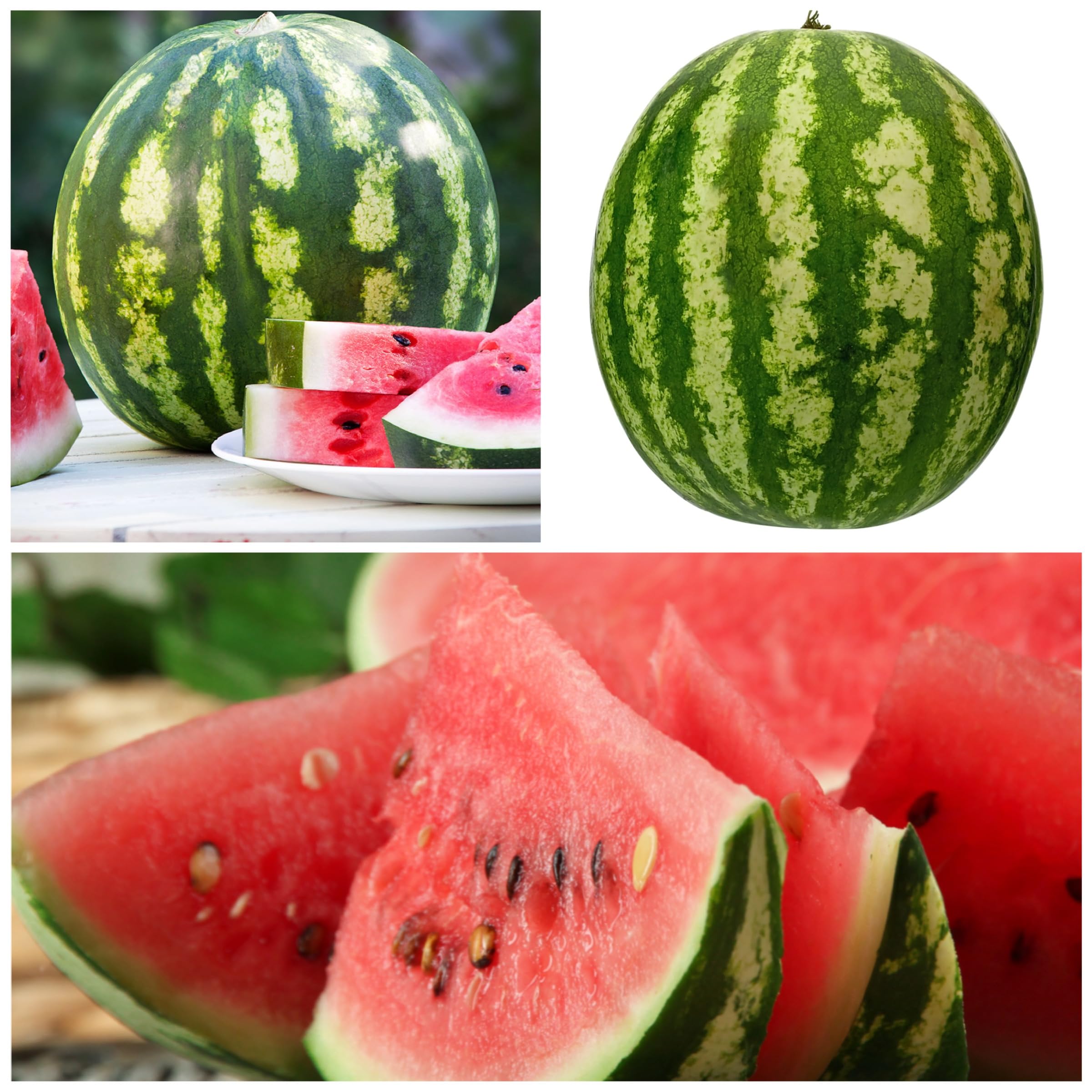 Growing Crimson Sweet Watermelon Crimson Sweet Virginia Select