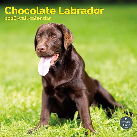 Baker and Bray Chocolate Labrador Calendar 2026, Large Square Wall ...