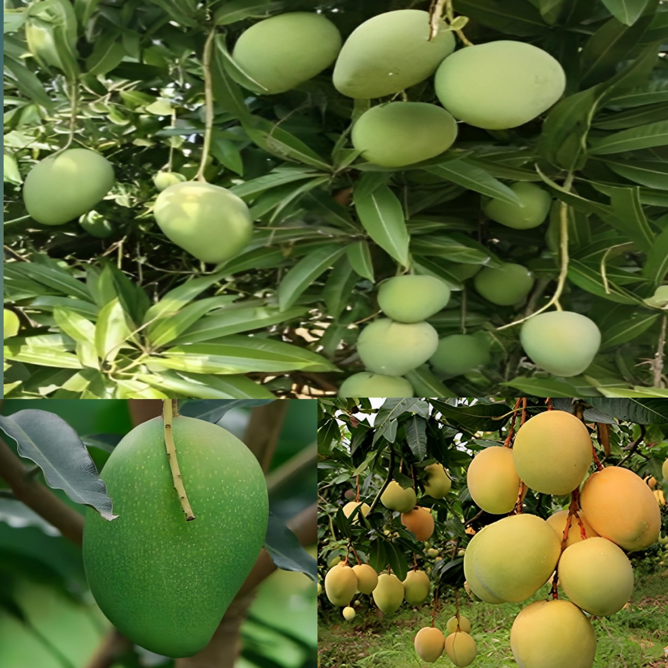 Dejestqoo Combo 2 ''Badami Mango Tree Plant Height 2-3 Feet Rare Mango ...