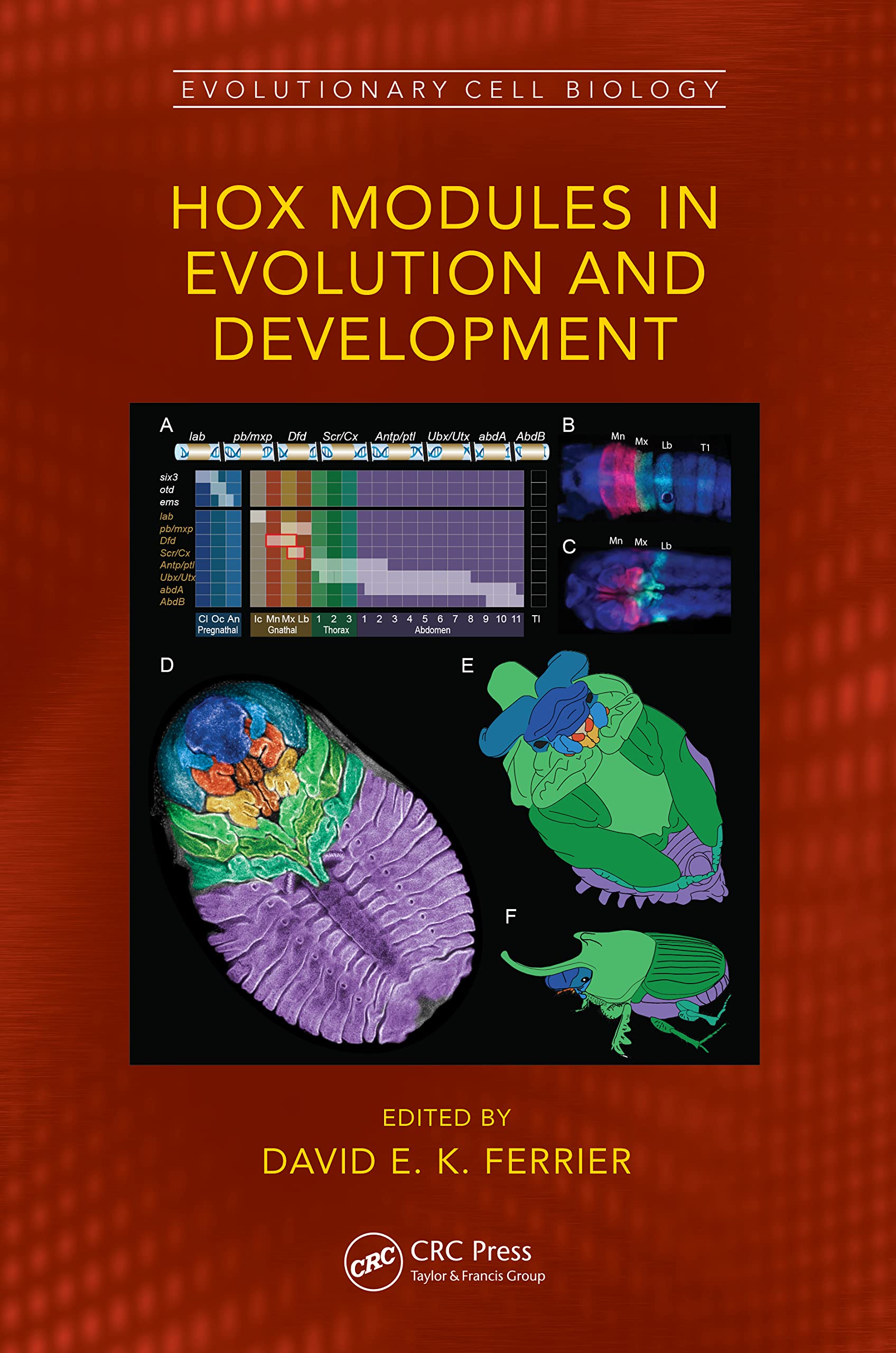 Hox Modules in Evolution and Development (Evolutionary Cell Biology ...