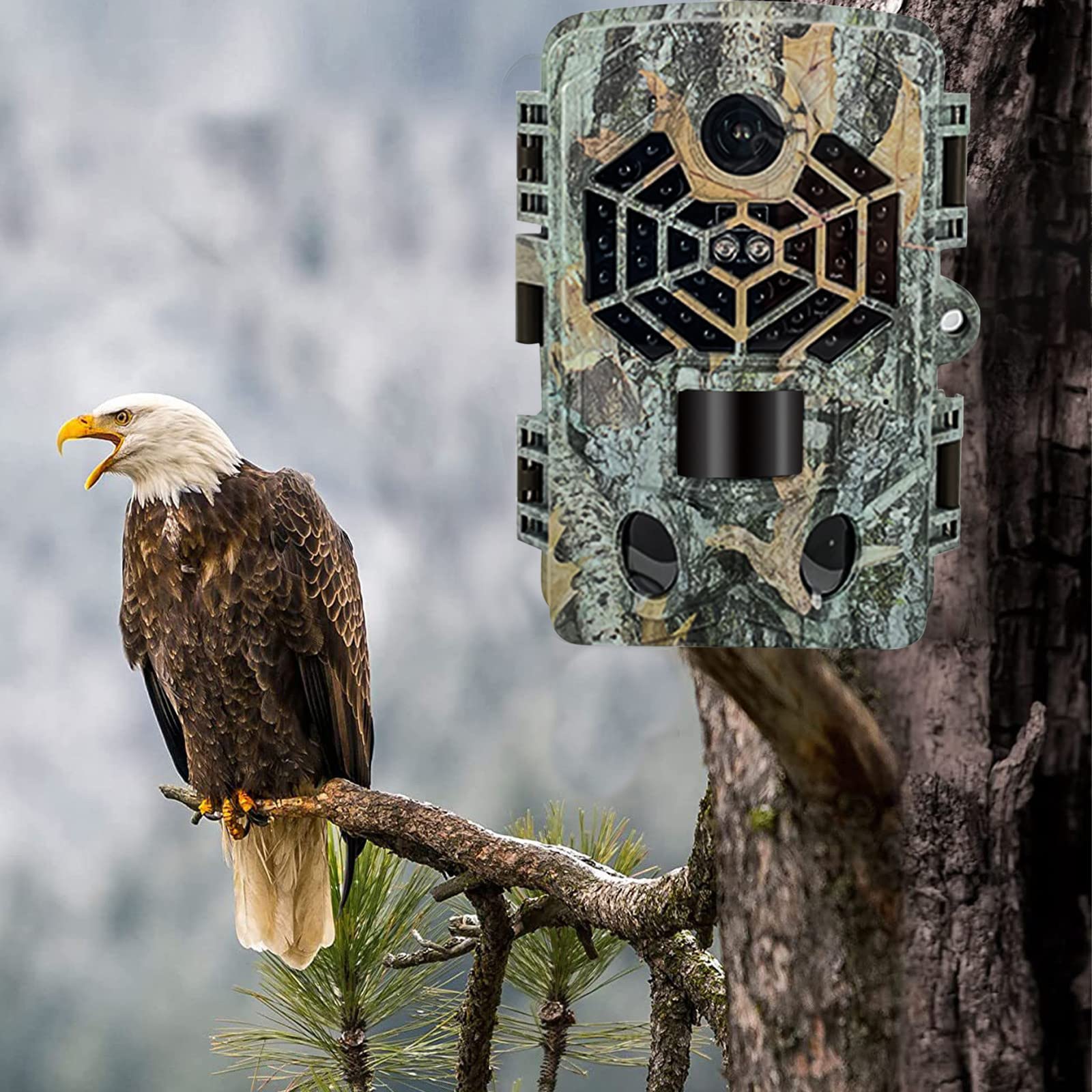 Bald Eagle Trail Cam EagleCam Outdoor Channel