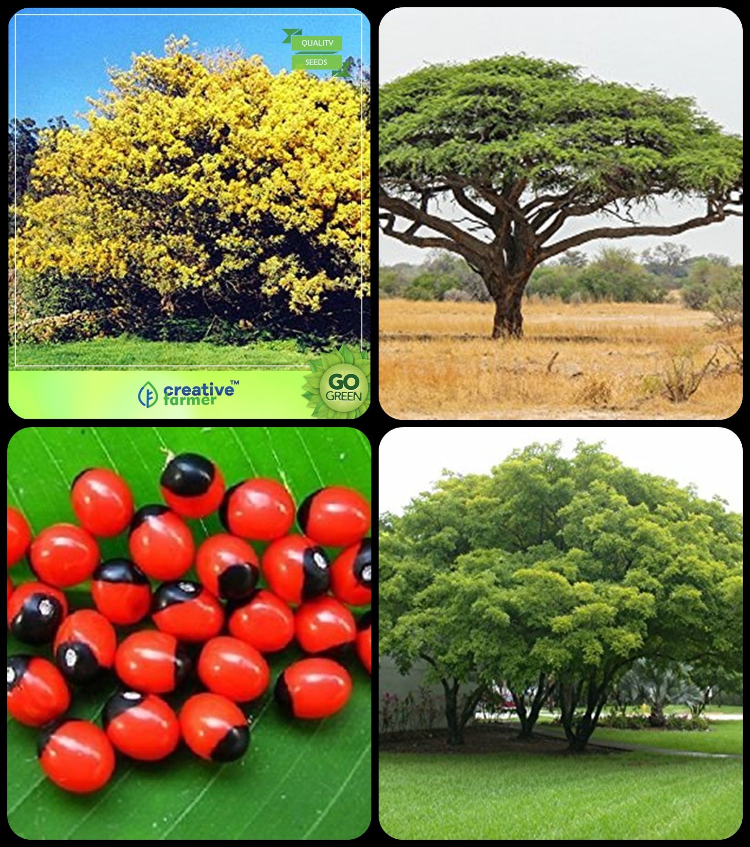 Buy Creative Farmer Tree Seeds Plant Acacia Dealbata,Acacia Senegal ...