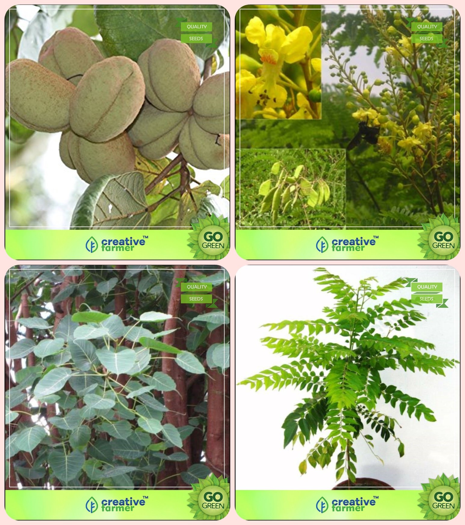 Buy Creative Farmer Tree Home Depot Sterculia Guttata,Caesalpinia ...