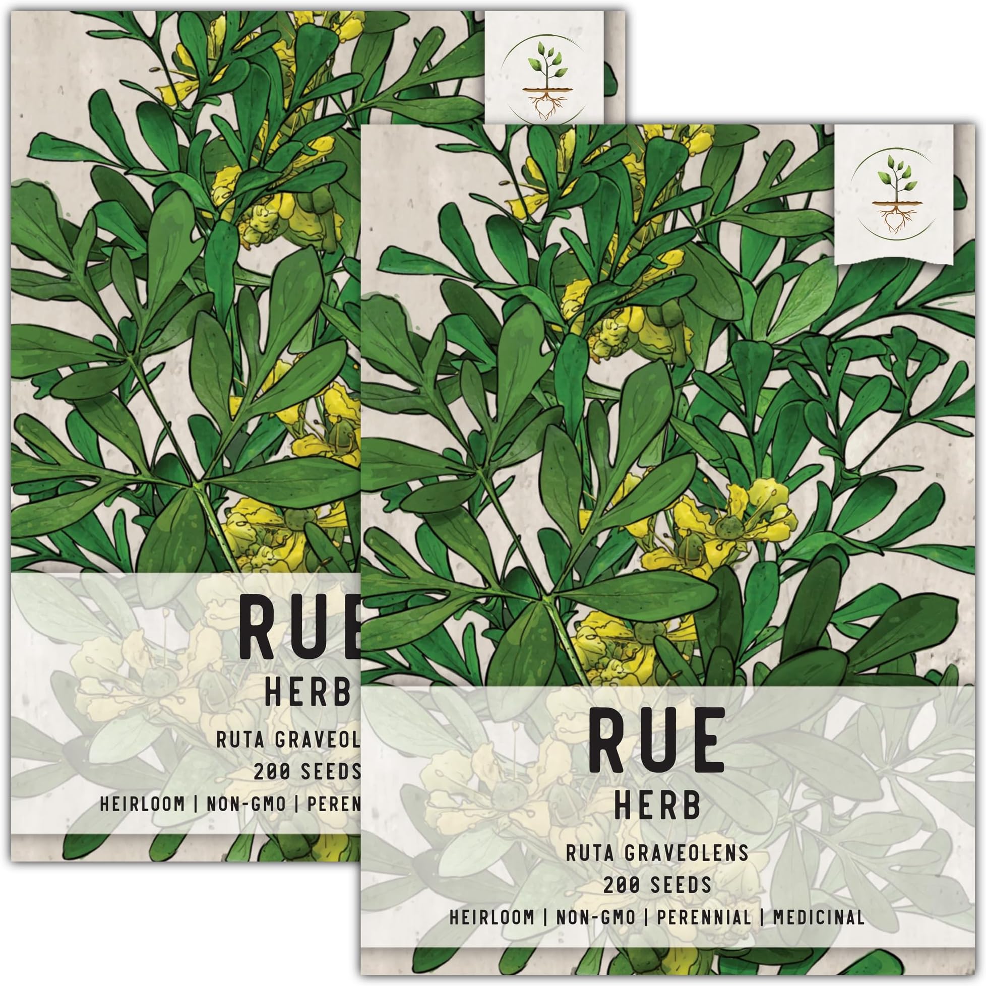 Amazon.com : Ruda/Rue Full Plant with Root : Patio, Lawn & Garden
