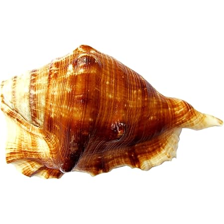 Buy CENTORGANIC Conch Shell Blowing Shankh (White, 5 Inch) Online at ...