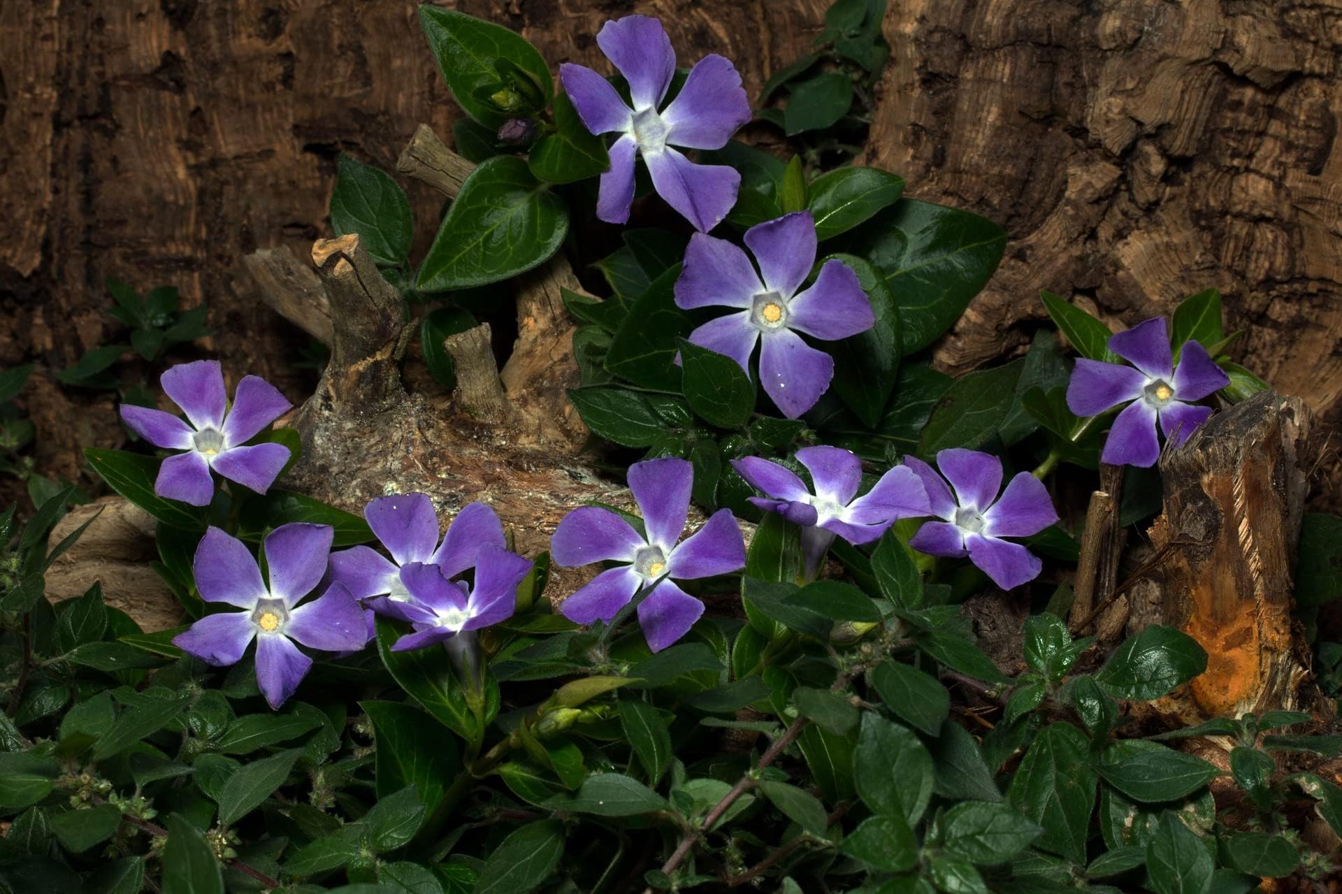 Amazon.com : 200 Vinca Minor, Periwinkle Creeping Myrtle… : Patio, Lawn ...
