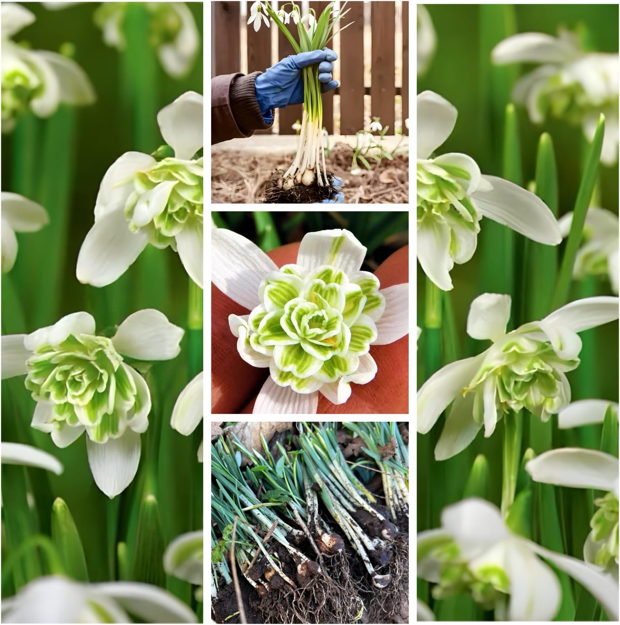 Snowdrop Bulbs Single Snowdrops Galanthus X 50 Spring Flowering Bulbs ...