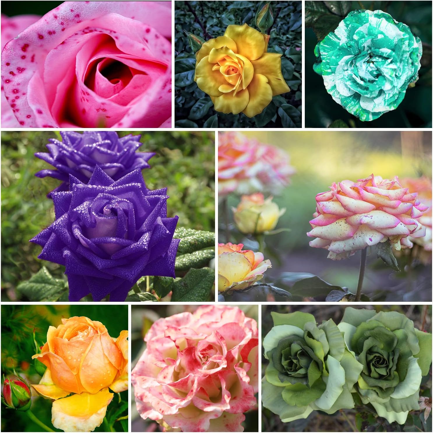 Amazon.com : 200+ Rose Seeds, Rose Seeds for Planting 200+ Rare Roses ...