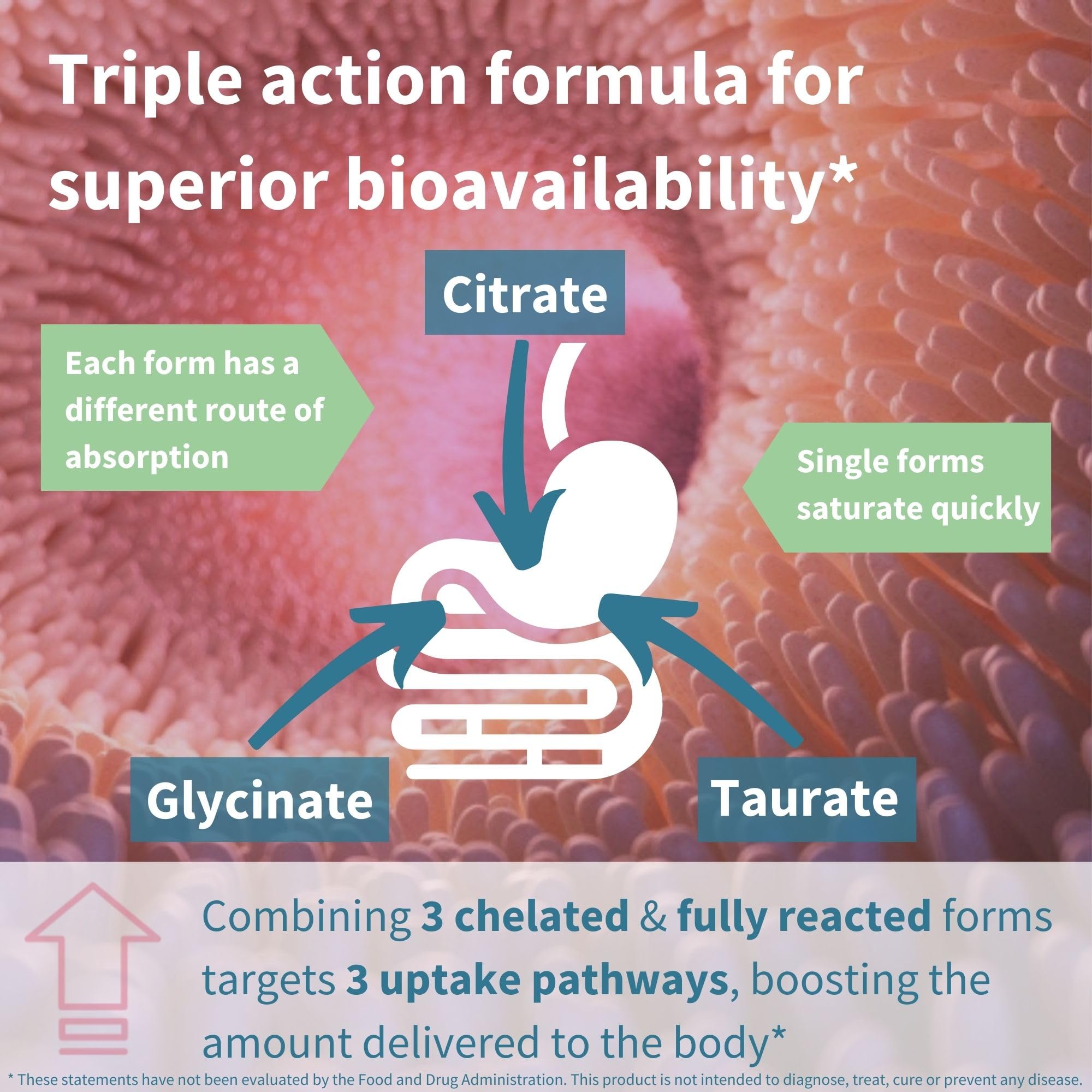 Snapklik.com : Advanced Triple Magnesium Complex, Taurate, Glycinate ...